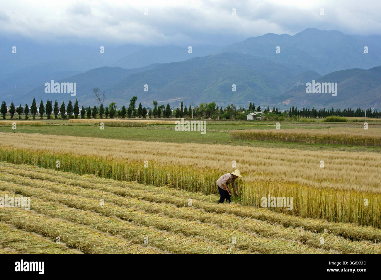 Harvesting rice hi-res stock photography and images - Alamy