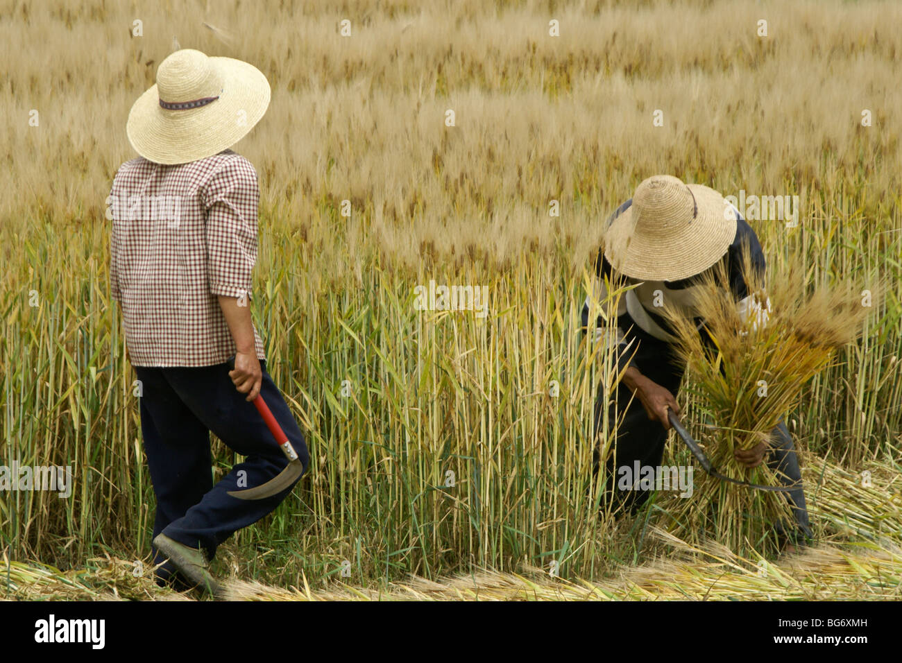 Farmers harvesting rice, Yunnan, China Stock Photo - Alamy
