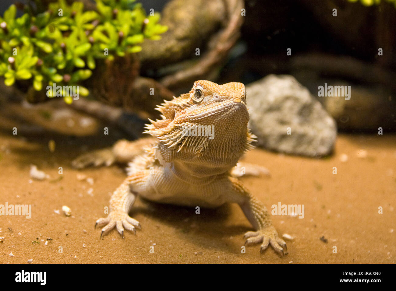 Bearded dragon lizard, Pogona vitticeps, in his tank Stock Photo - Alamy