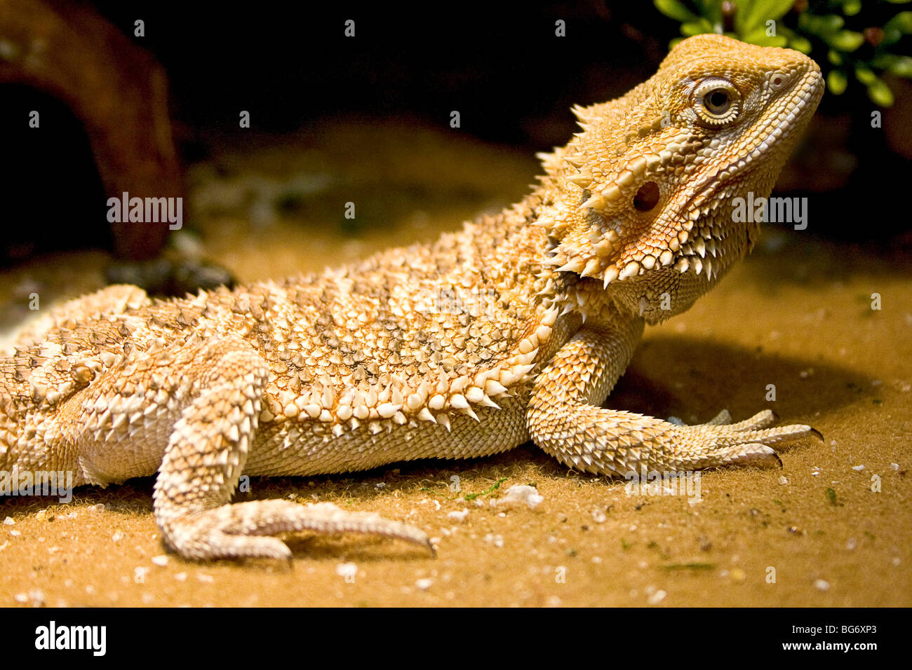 Bearded dragon lizard. Pogona vitticeps Stock Photo, Royalty Free Image ...