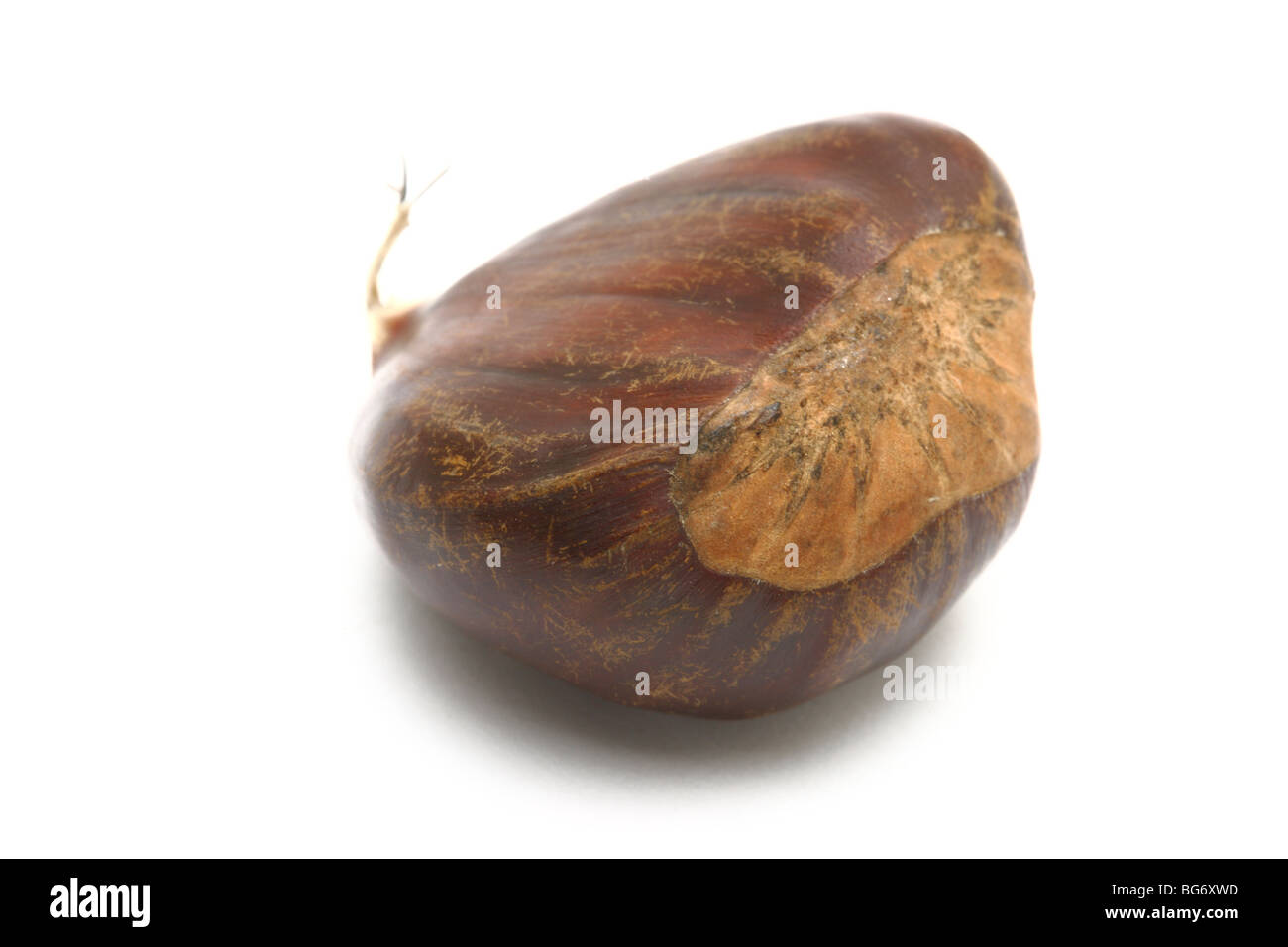 Chest nut hi-res stock photography and images - Alamy