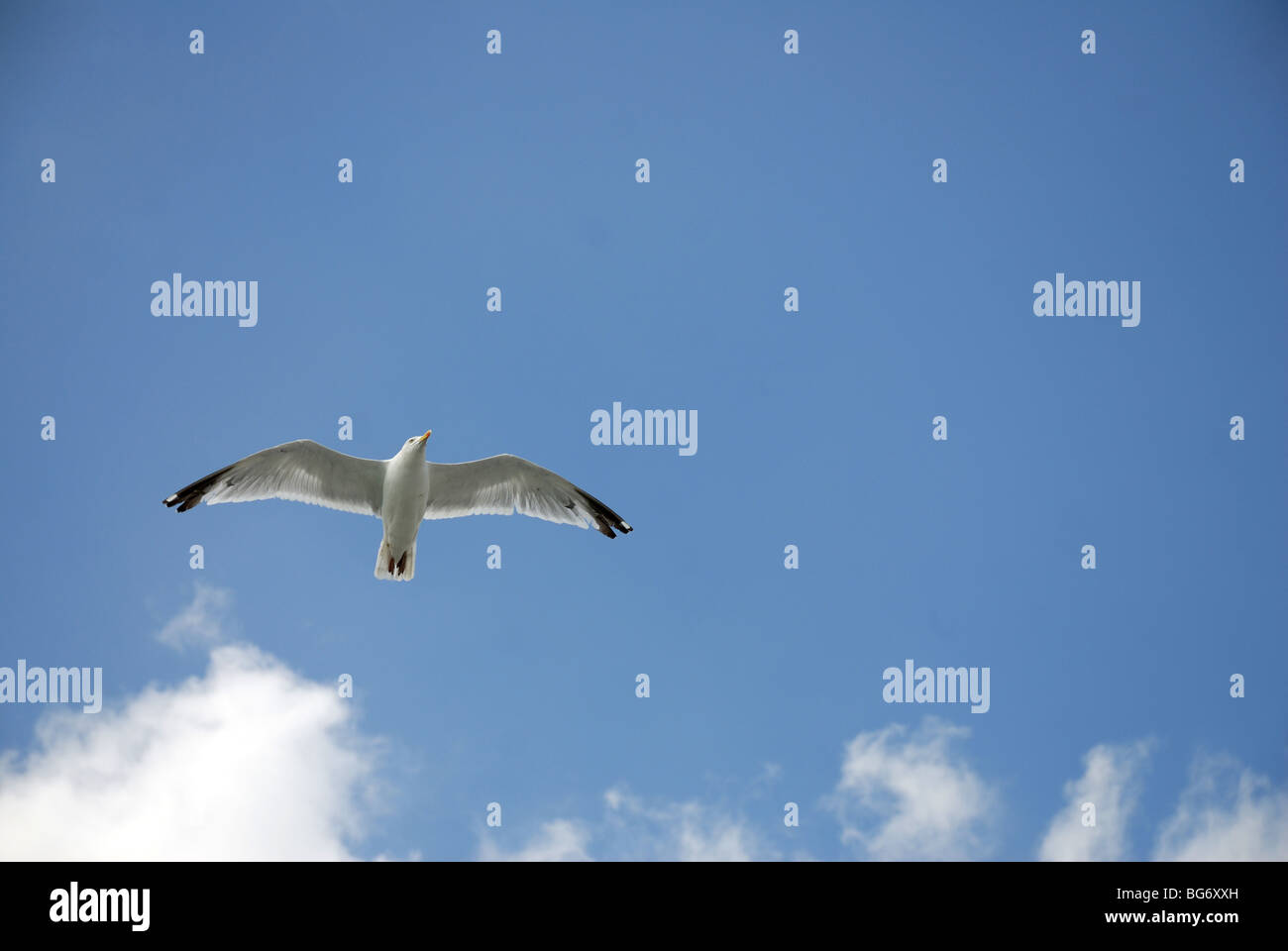 Flying seagul hi-res stock photography and images - Alamy
