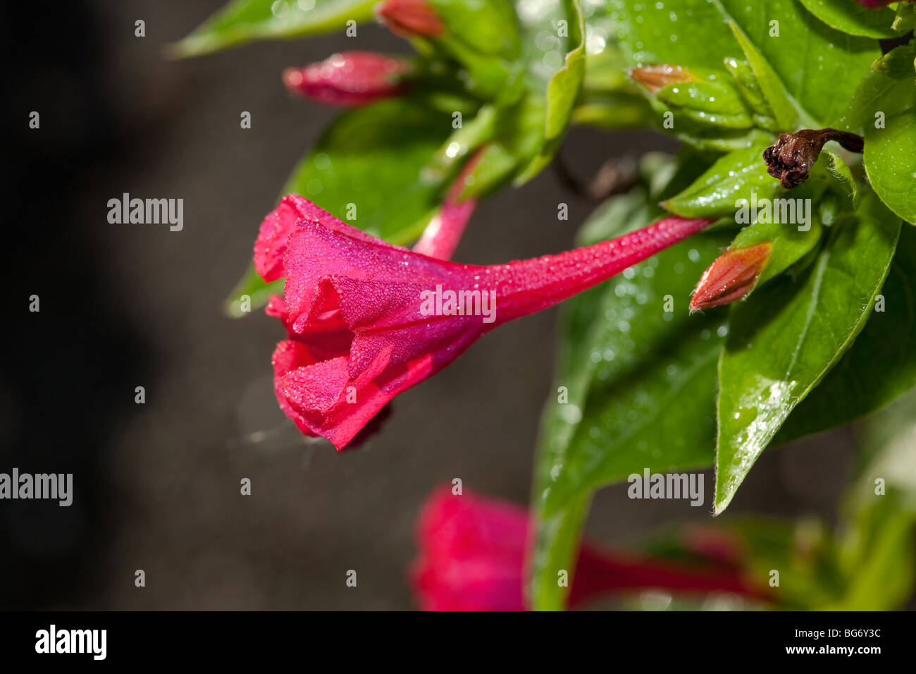 Four O’Clock Flower “Rubra” (Mirabilis jalapa Stock Photo - Alamy