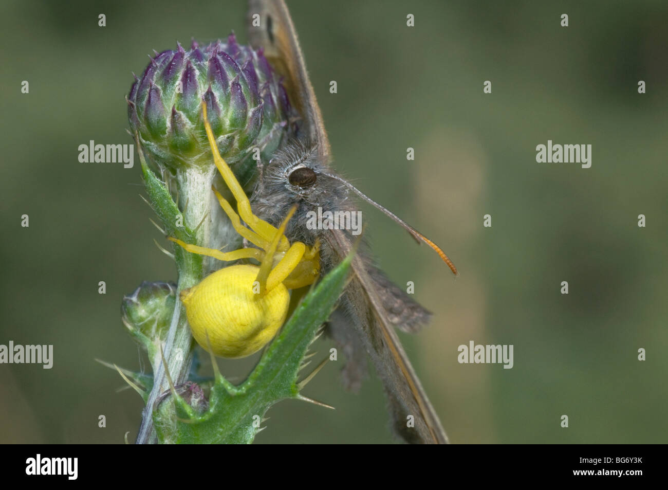Capturing insects hi-res stock photography and images - Alamy