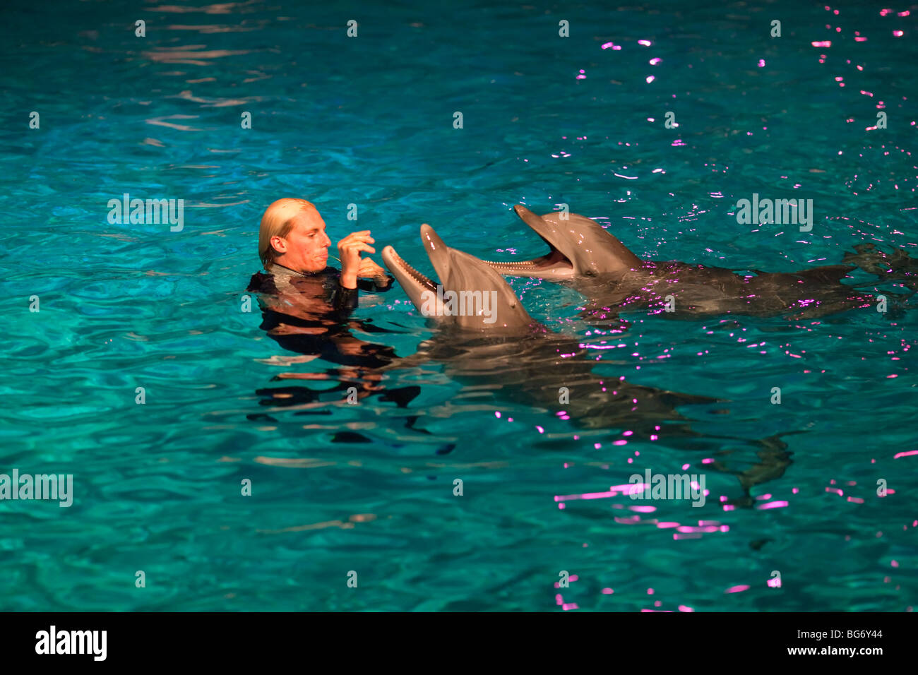 Bottlenose dolphin, Tursiops (Tursiops truncatus Stock Photo - Alamy Bottlenose dolphin, Tursiops (Tursiops truncatus Stock Photo - Alamy