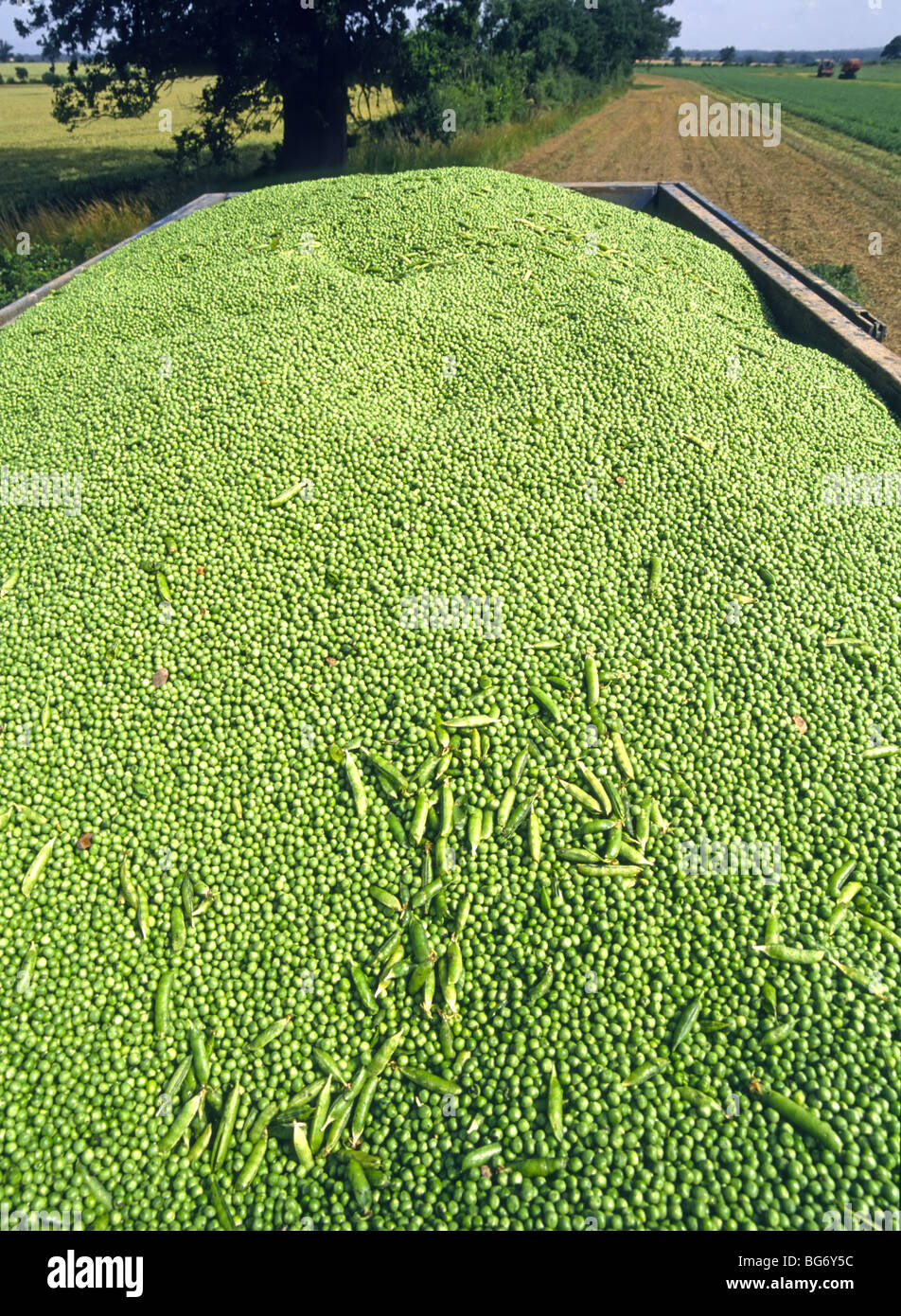 Pea harvest uk hi-res stock photography and images - Alamy