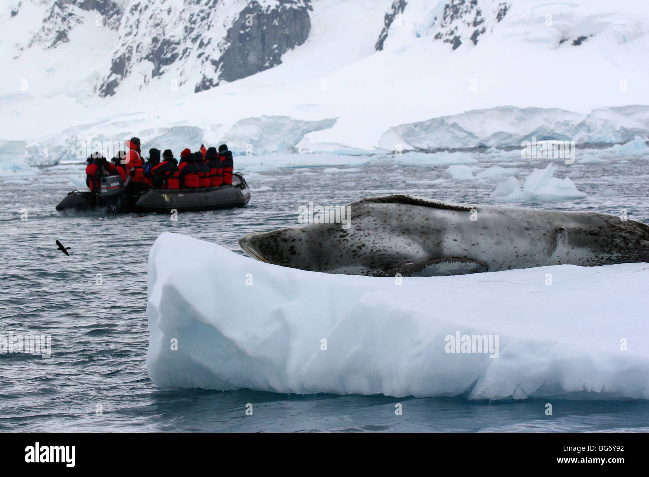 Expedition cruise ship passengers in zodiac observing sleeping leopard ...