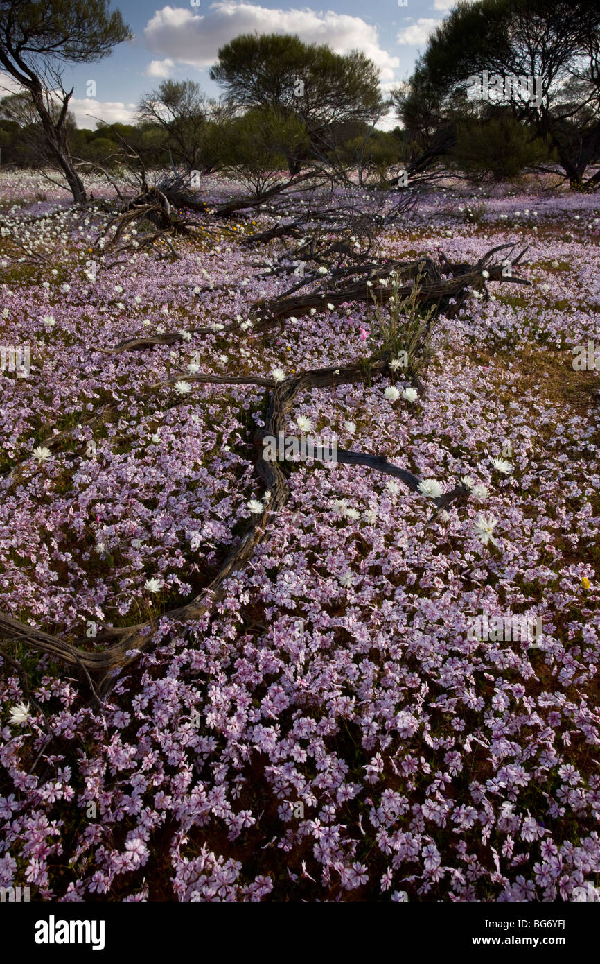 Masses of Pink Velleia, Velleia rosea, and other spring everlasting ...