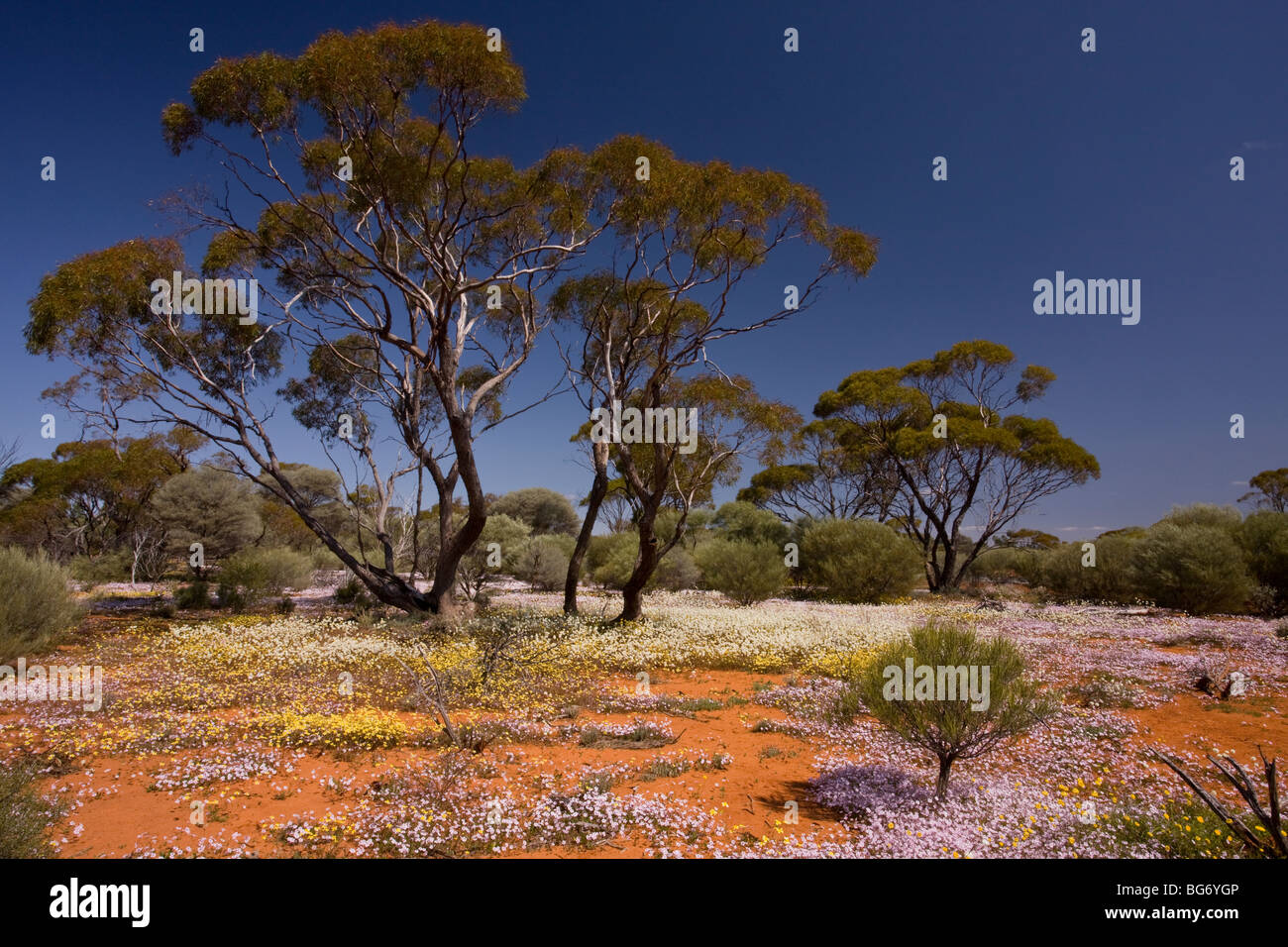 Pink Velleia, Velleia rosea, and other spring everlastings in masses ...