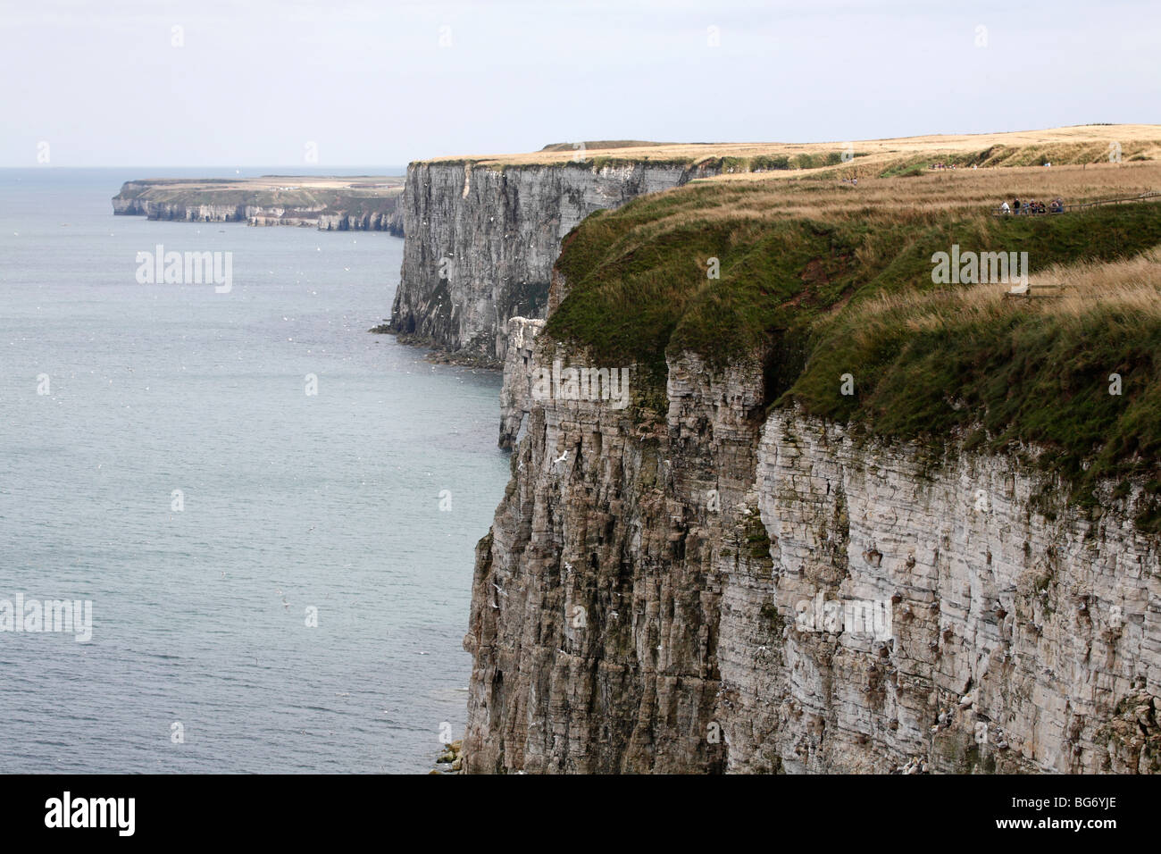 Bempton Cliffs, RSPB Reserve, East Yorkshire Coast, UK Stock Photo - Alamy