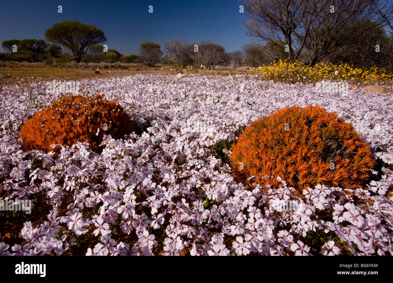 Borya constricta hi-res stock photography and images - Alamy