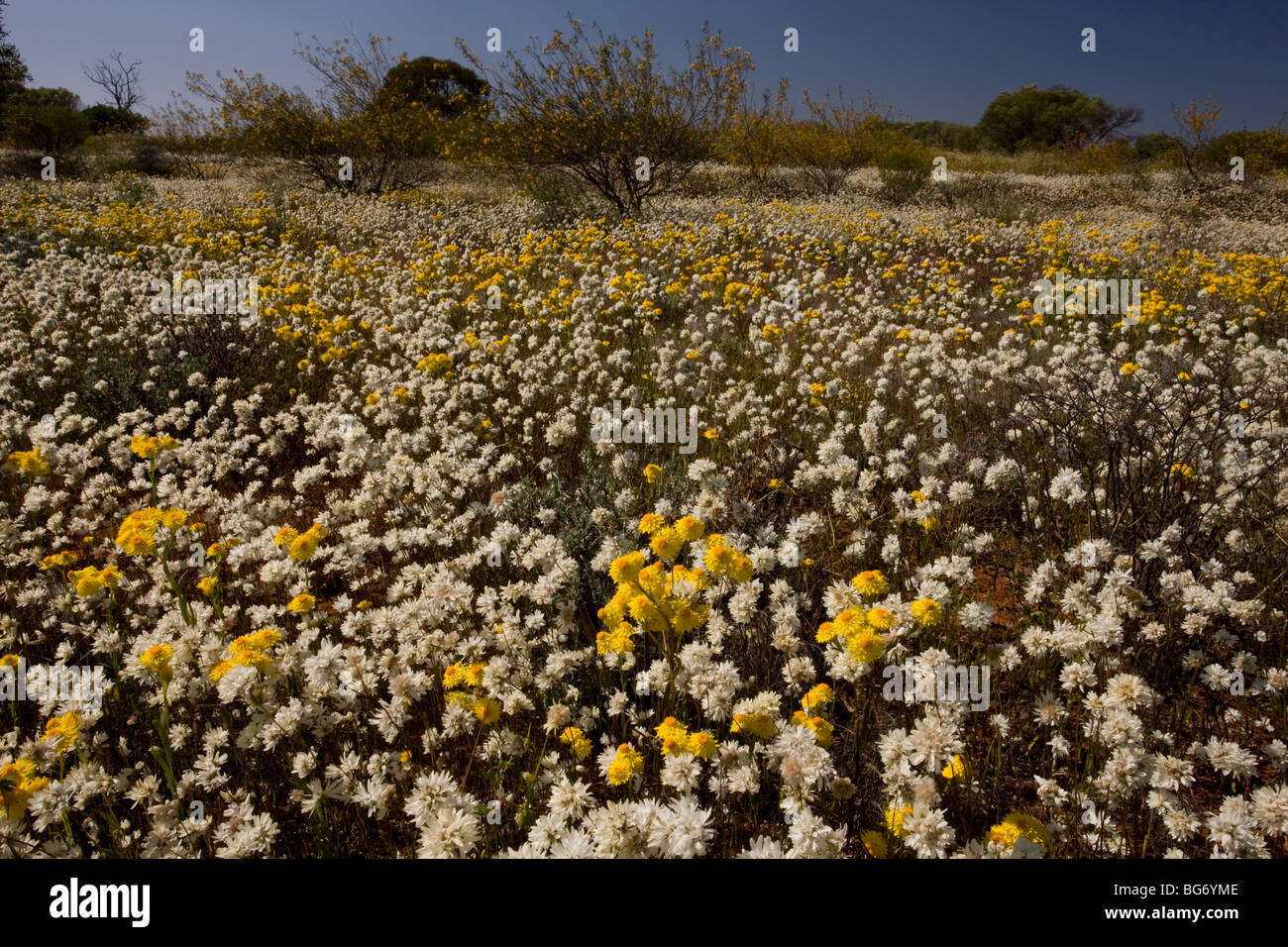 Golden Waitzia, Waitzia nitida = W. aurea, and Pompom Head ...