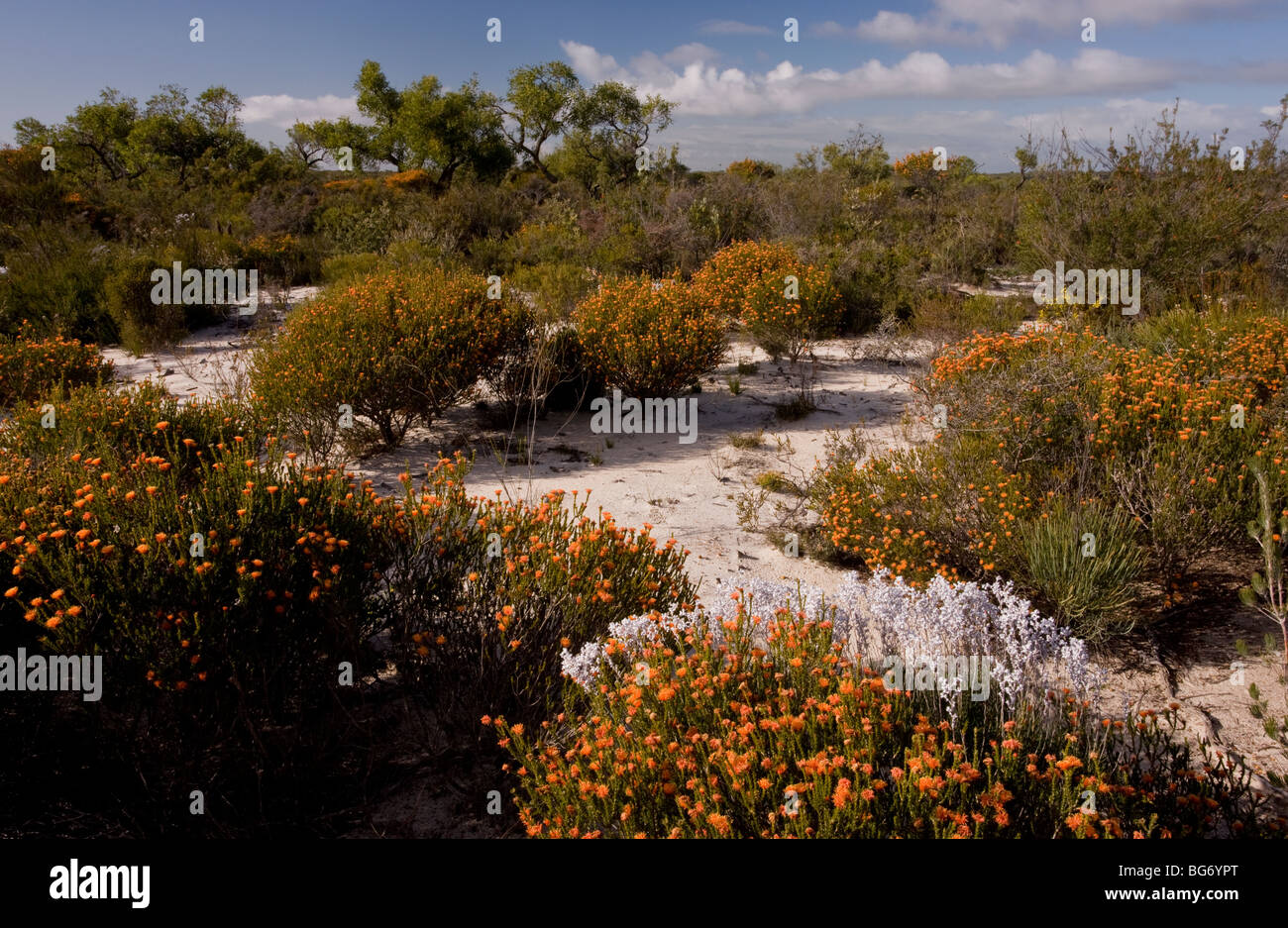 Eremaea brevifolia, in flower in spring in Kwongan heath in Alexander ...