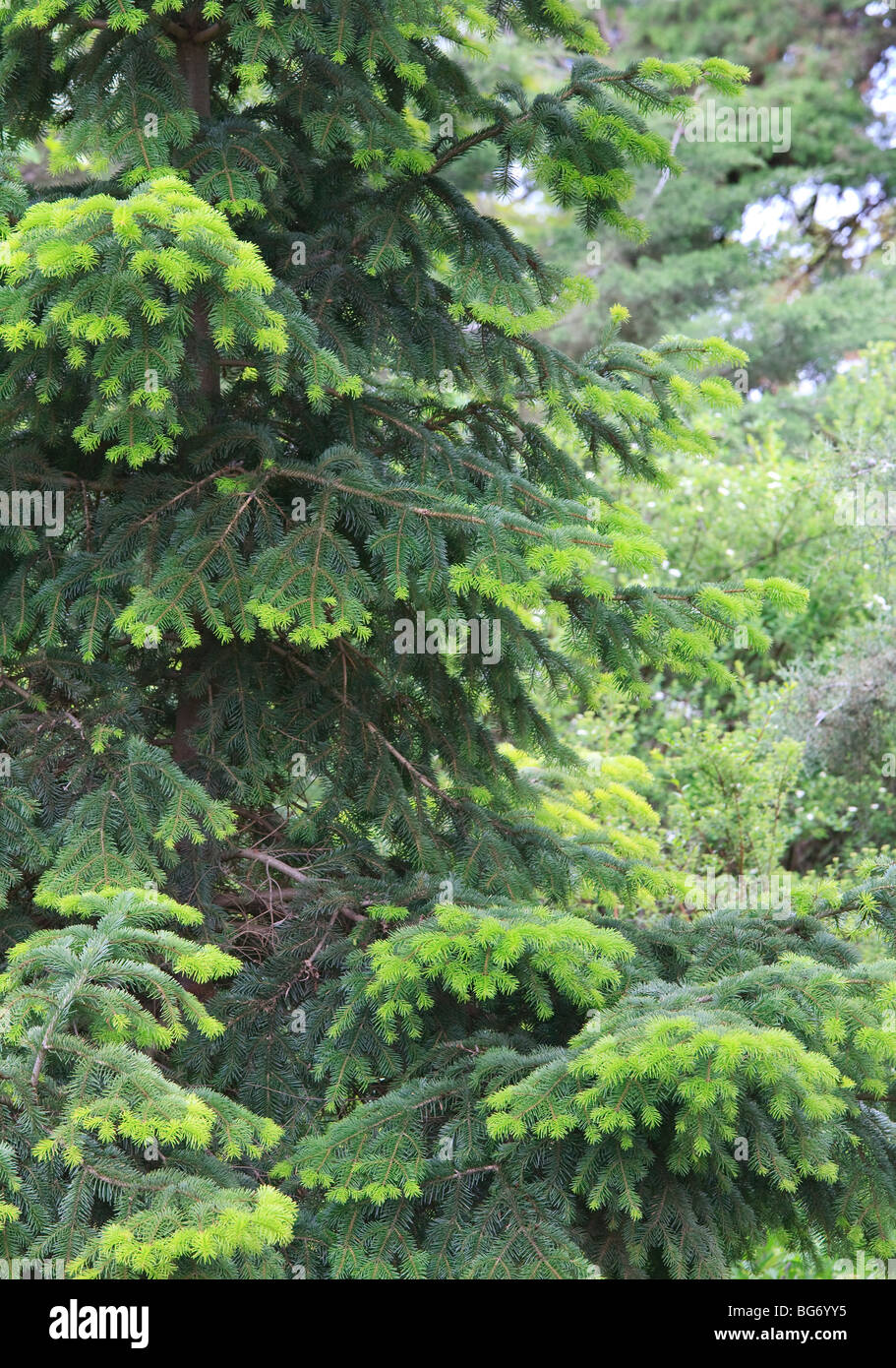 Spring forest fir tree hi-res stock photography and images - Alamy