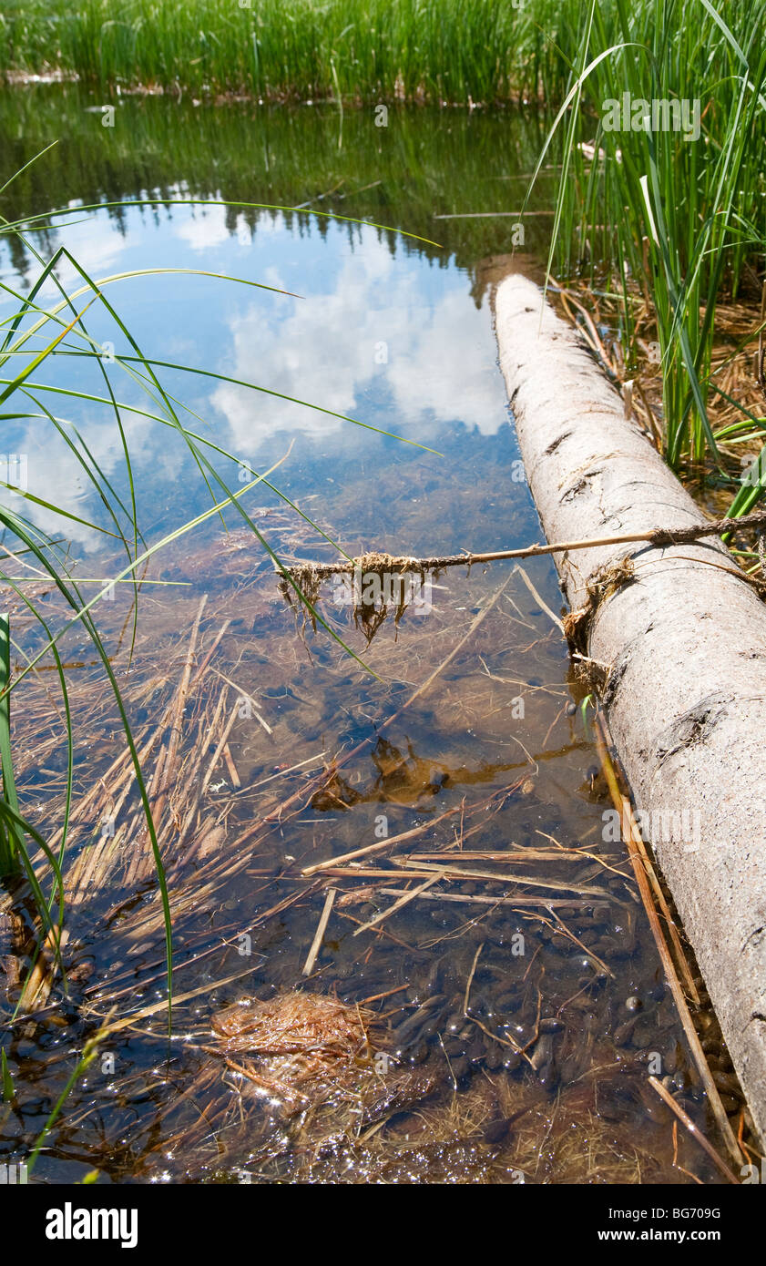 growing season of frog (many tadpoles in water Stock Photo - Alamy