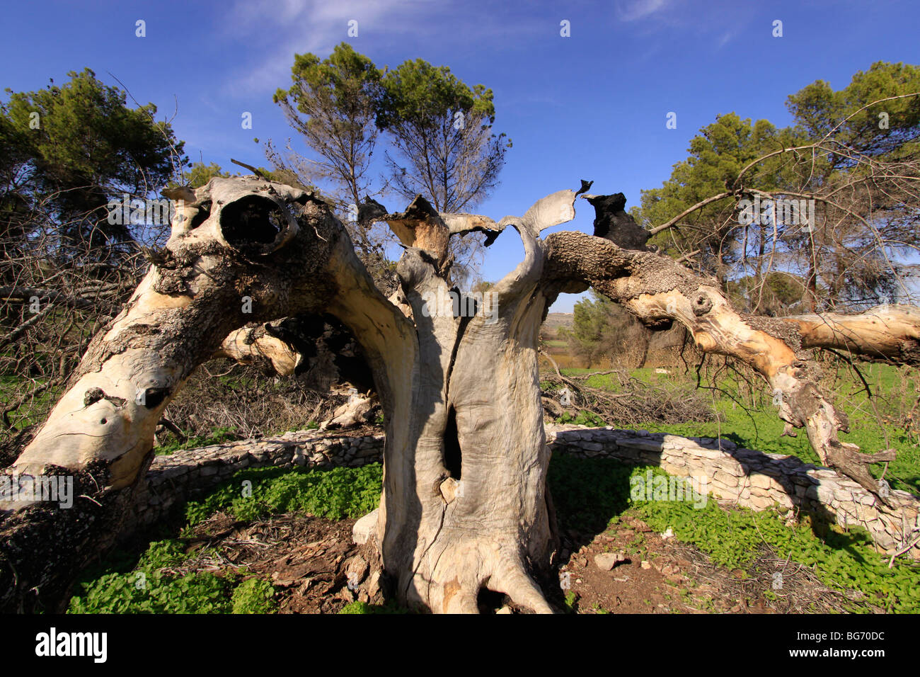 Atlantic tree hi-res stock photography and images - Alamy