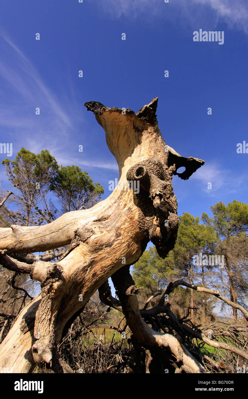 Atlantic tree hi-res stock photography and images - Alamy