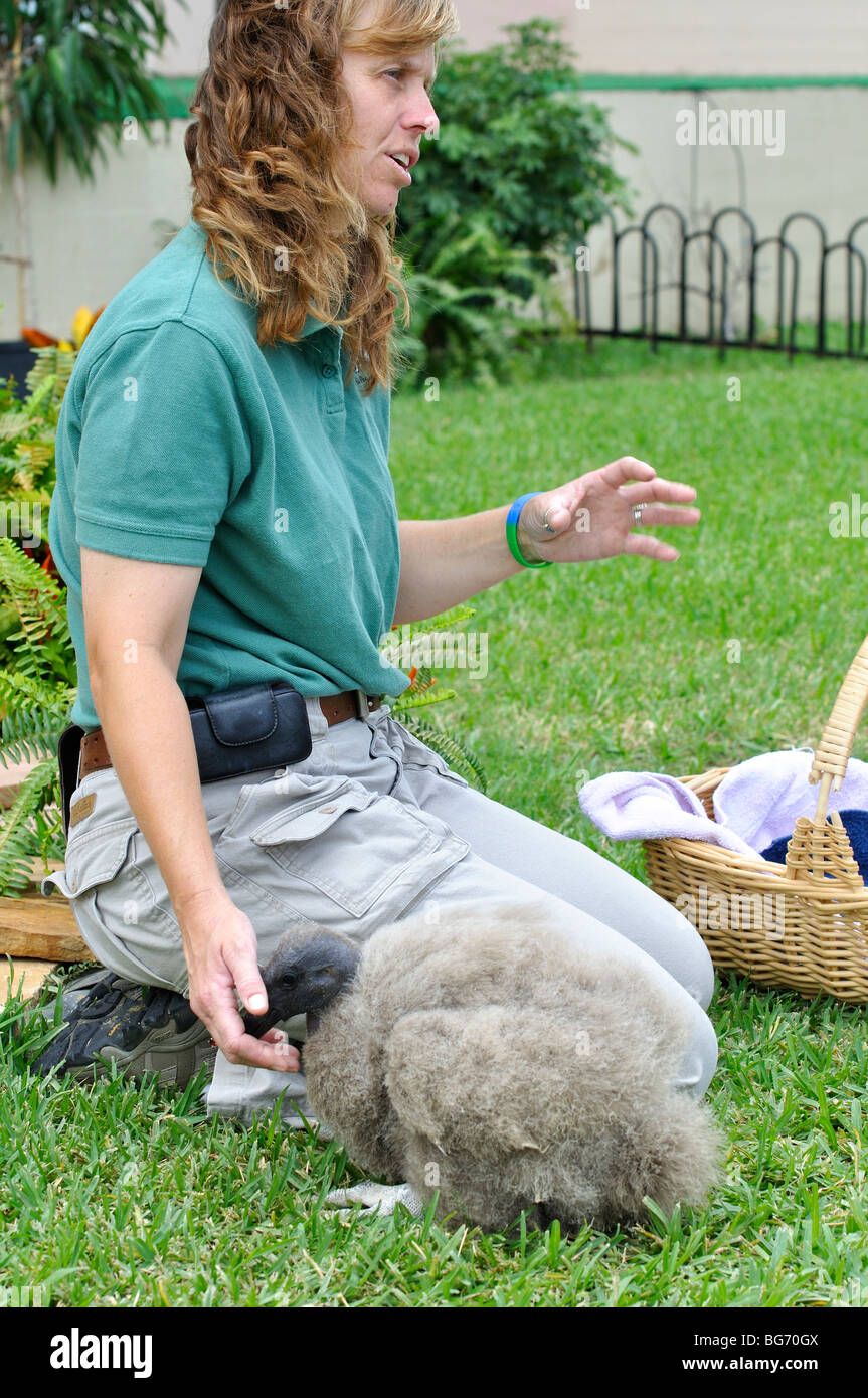 Condor california baby hi-res stock photography and images - Alamy
