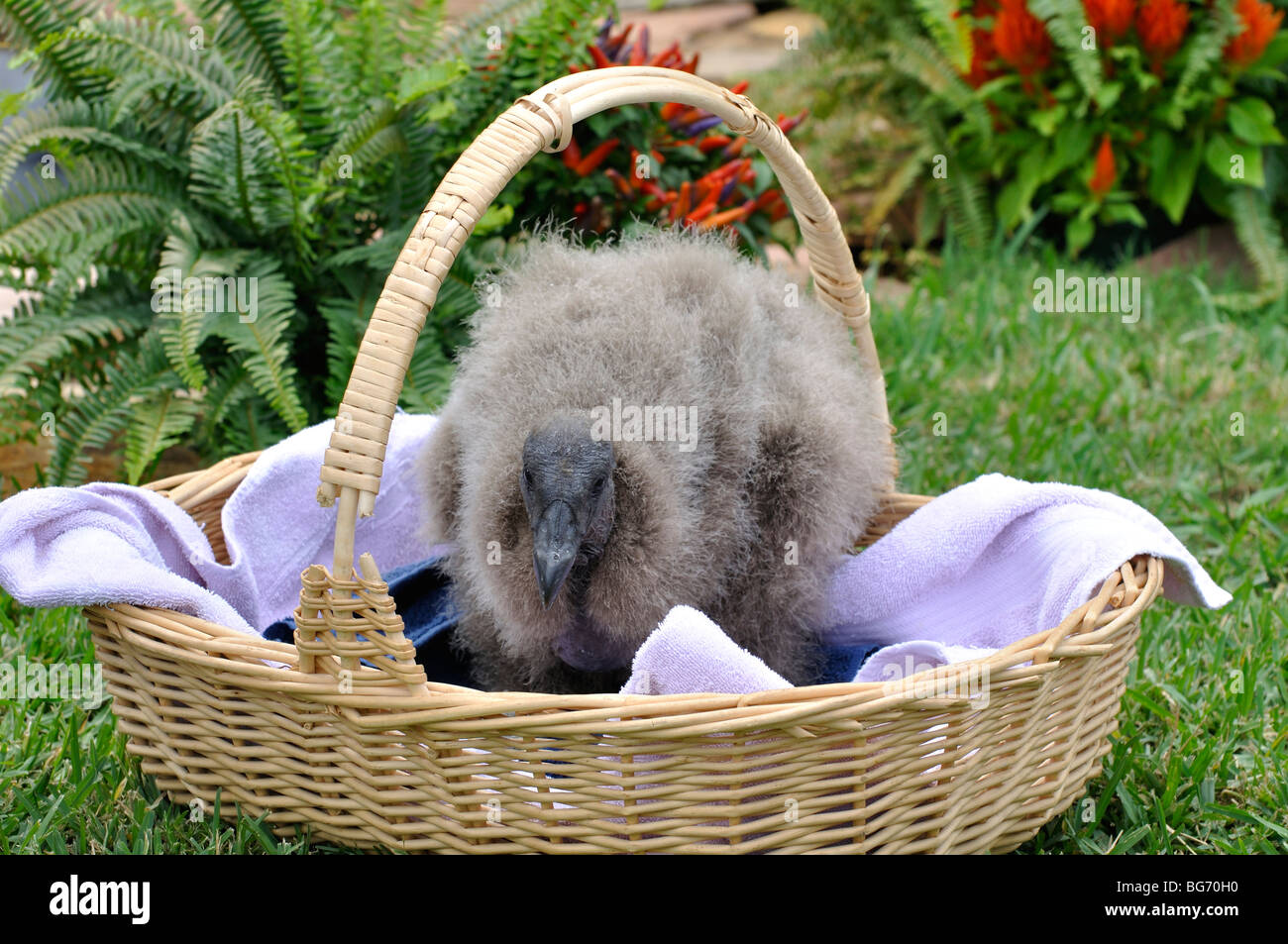 Baby california condor hi-res stock photography and images - Alamy