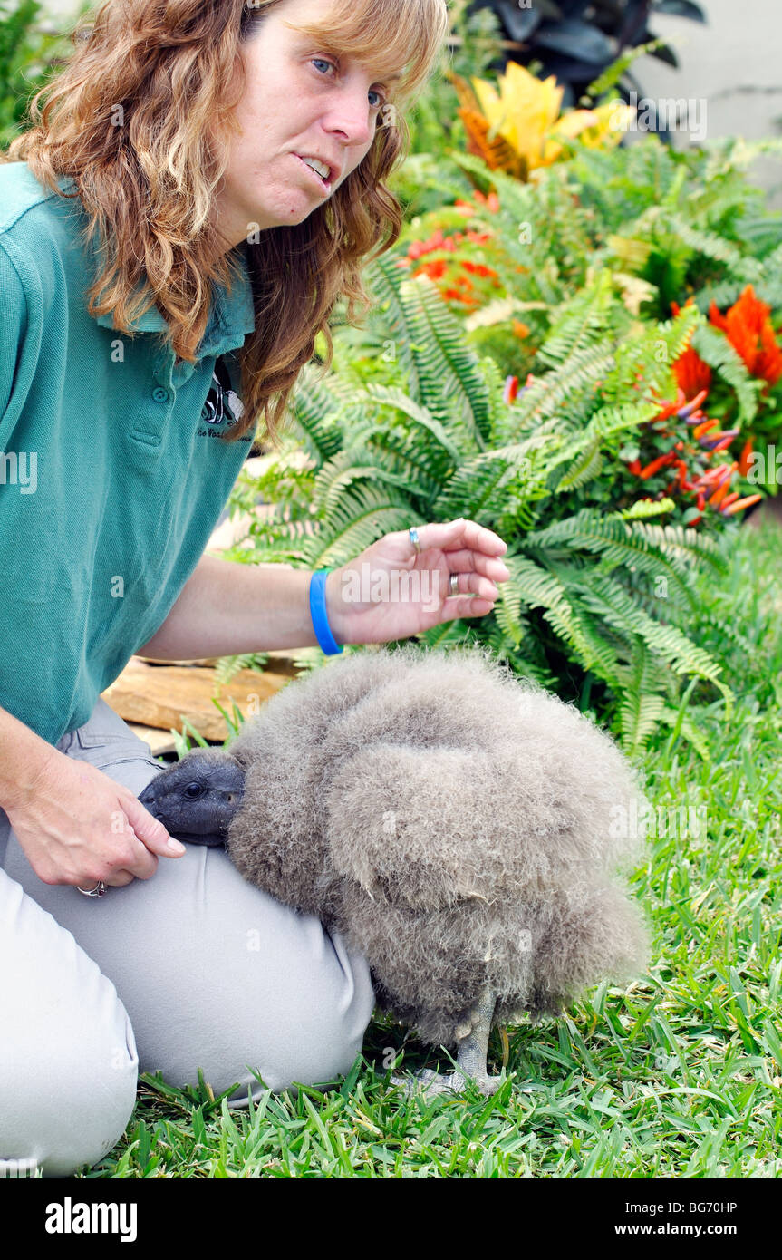 Condor california baby hi-res stock photography and images - Alamy