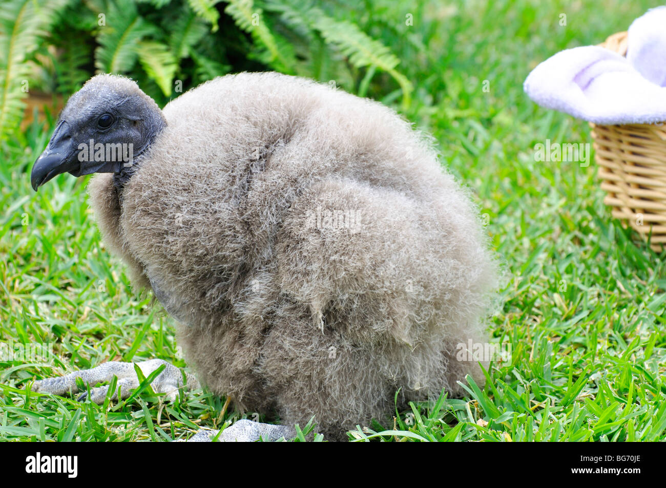 California Condor Baby Stock Photos & California Condor Baby Stock ...