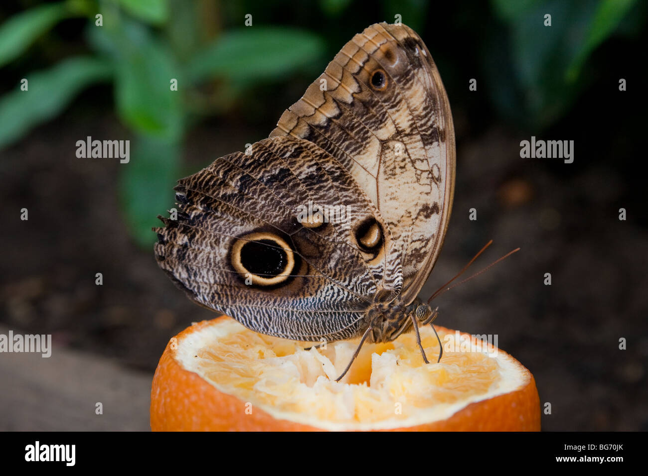 Owl Butterfly (Caligo eurilochus Stock Photo - Alamy
