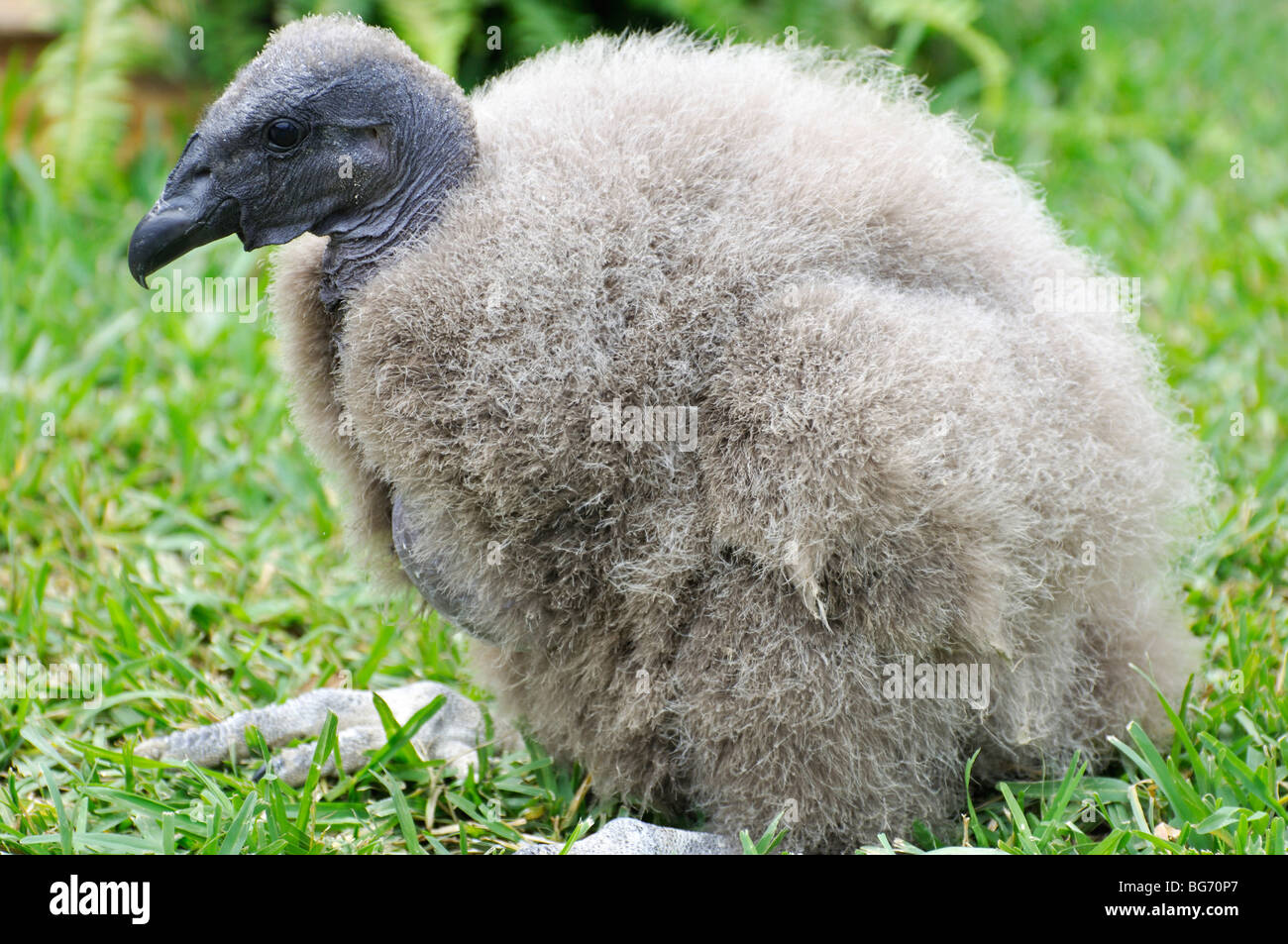 Baby California condor Stock Photo - Alamy
