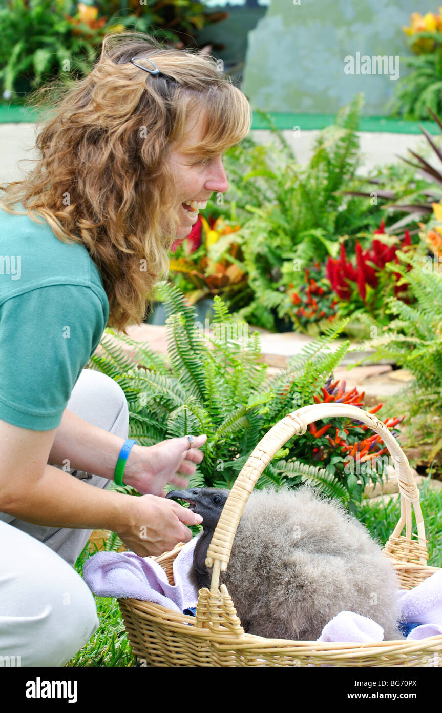 Baby california condor hi-res stock photography and images - Alamy