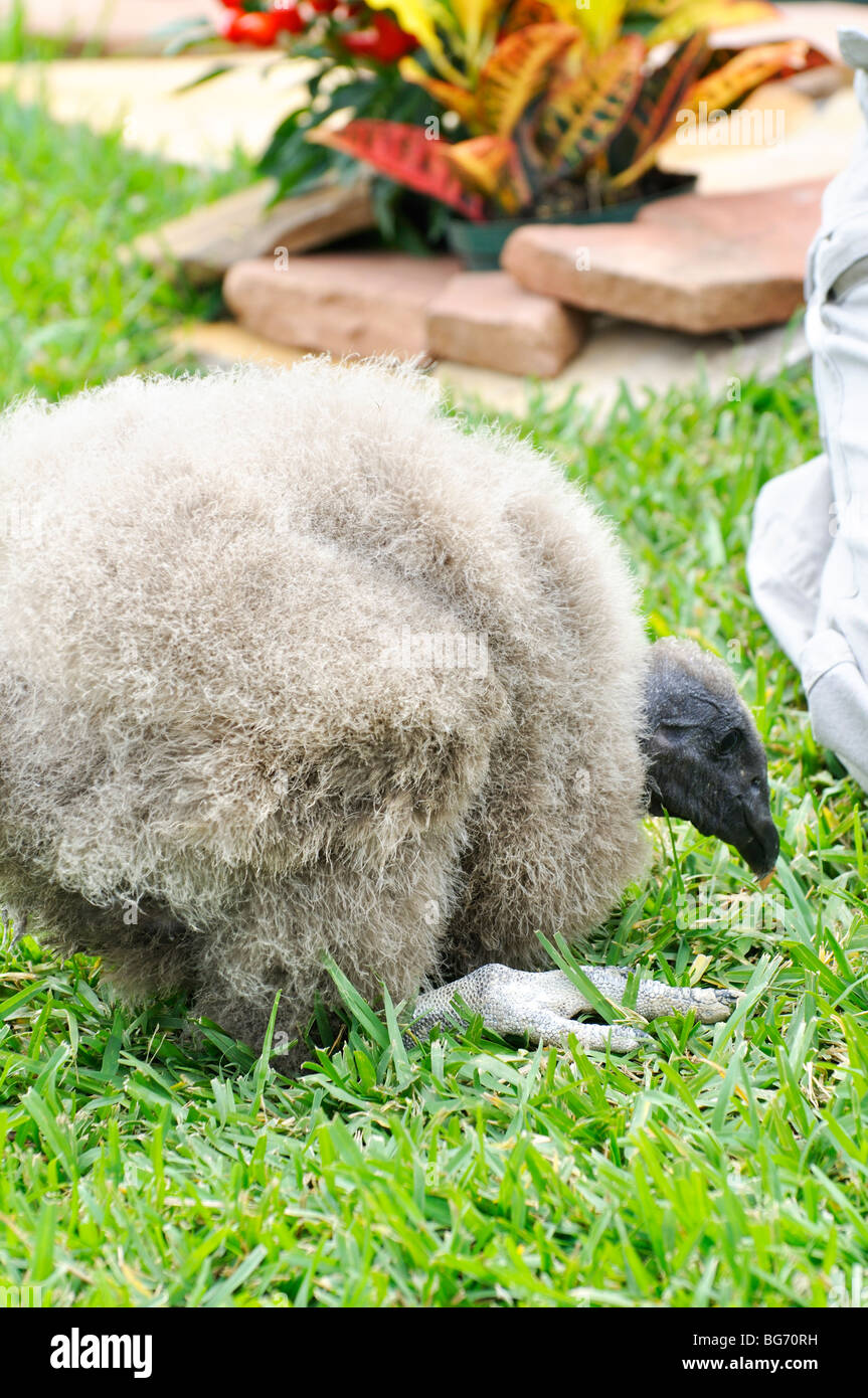 Condor california baby hi-res stock photography and images - Alamy