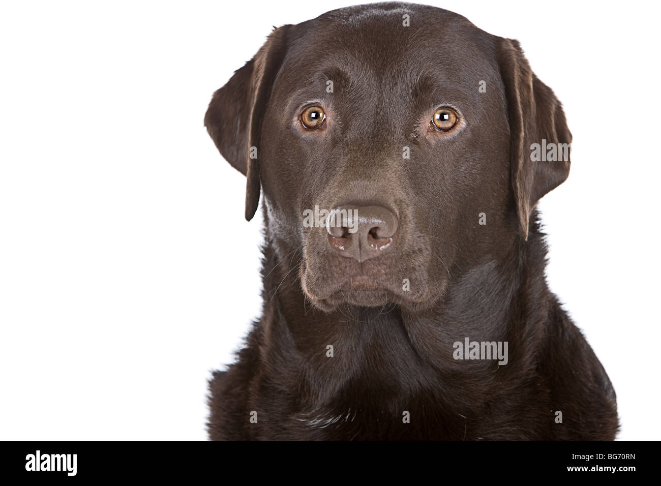 Headshot of a Handsome Chocolate Labrador against White Background ...