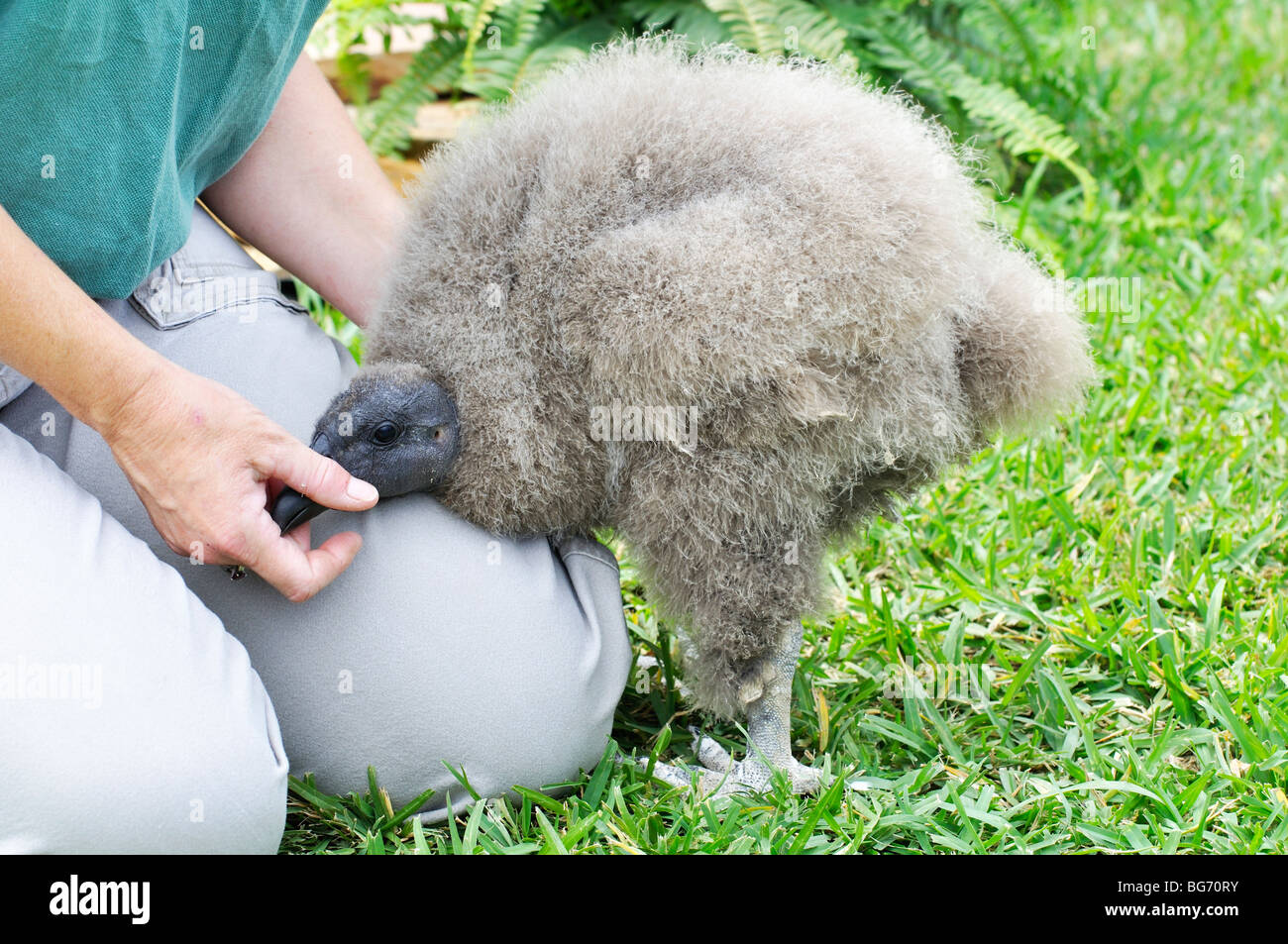 Condor baby california grass hi-res stock photography and images - Alamy