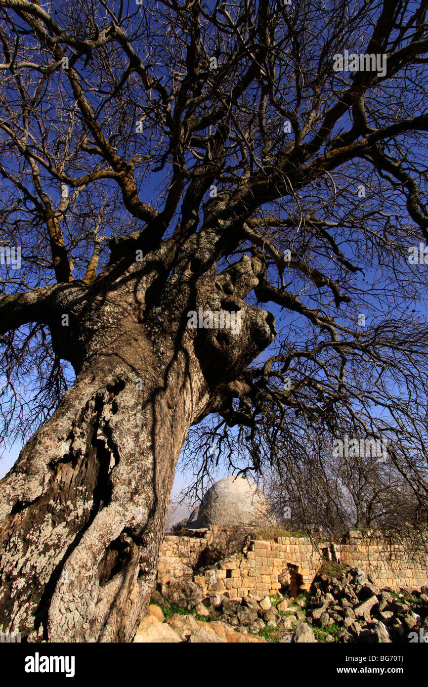 Israel Galilee Tree Pistachio High Resolution Stock Photography and ...