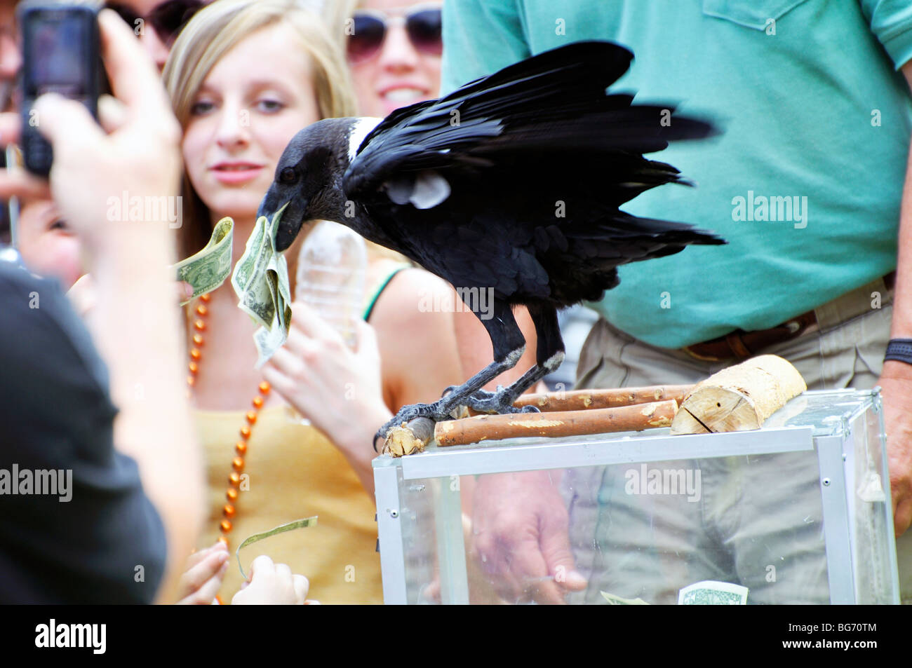 Bird collecting money Stock Photo - Alamy