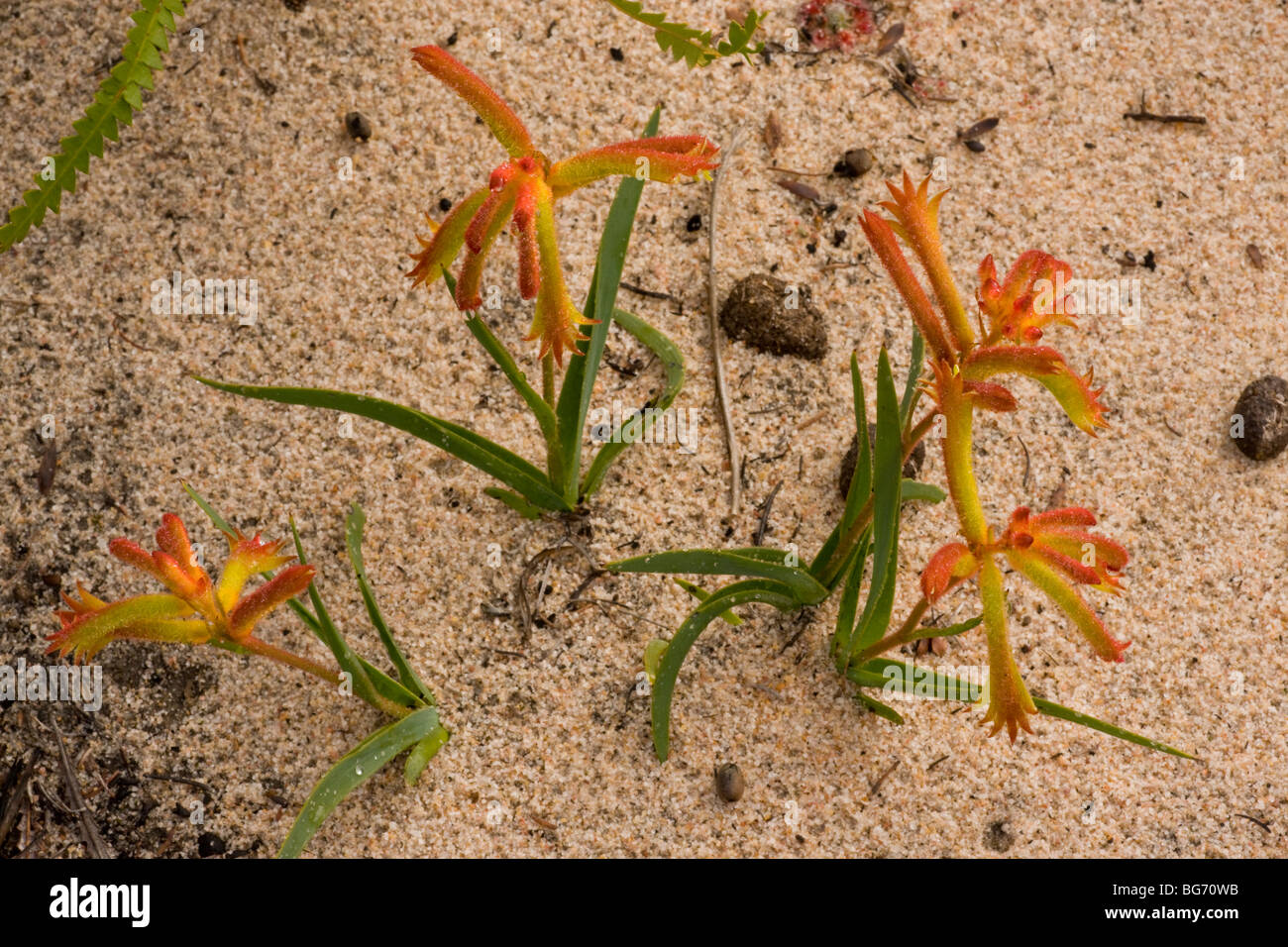 Anigozanthos humilis hi-res stock photography and images - Alamy