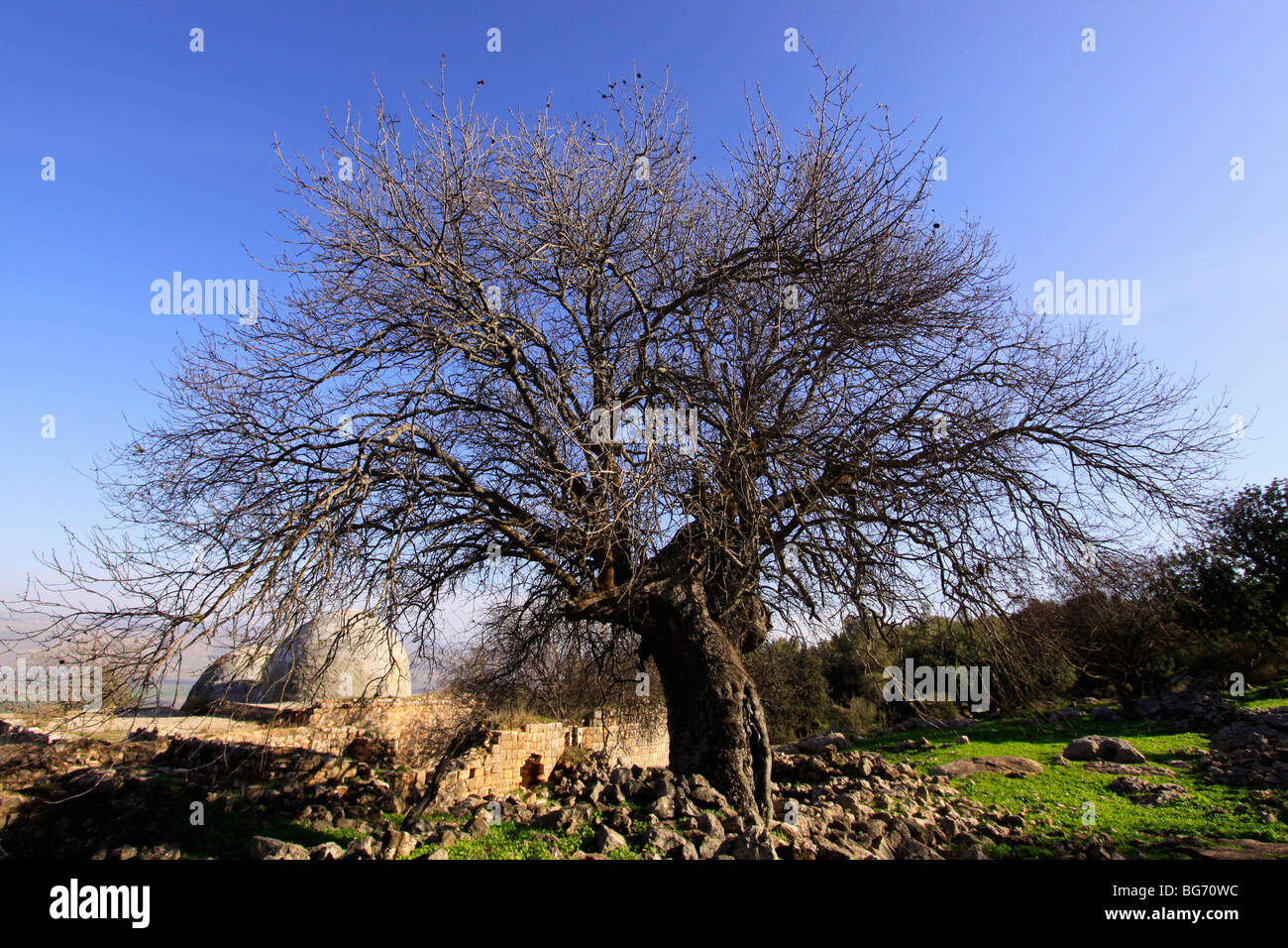 Atlantic tree hi-res stock photography and images - Alamy