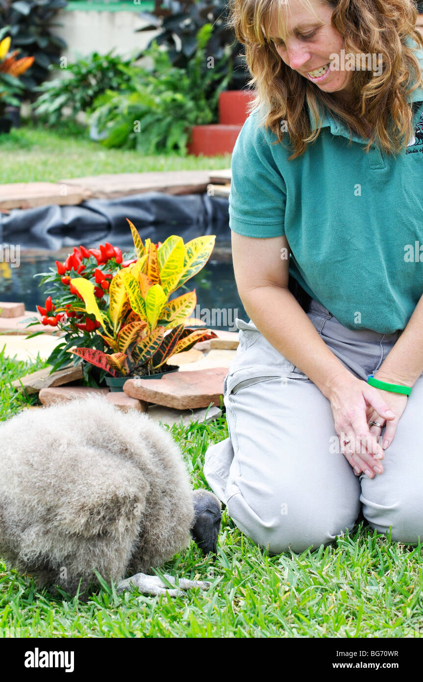 Baby california condor hi-res stock photography and images - Alamy