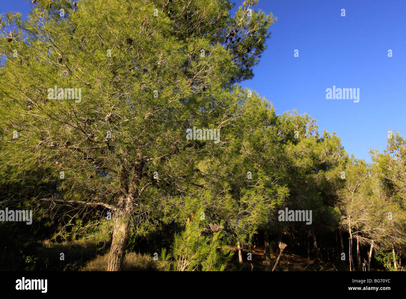 Israel, Upper Galilee, Norman's Trail in Kfar Vradim Stock Photo - Alamy