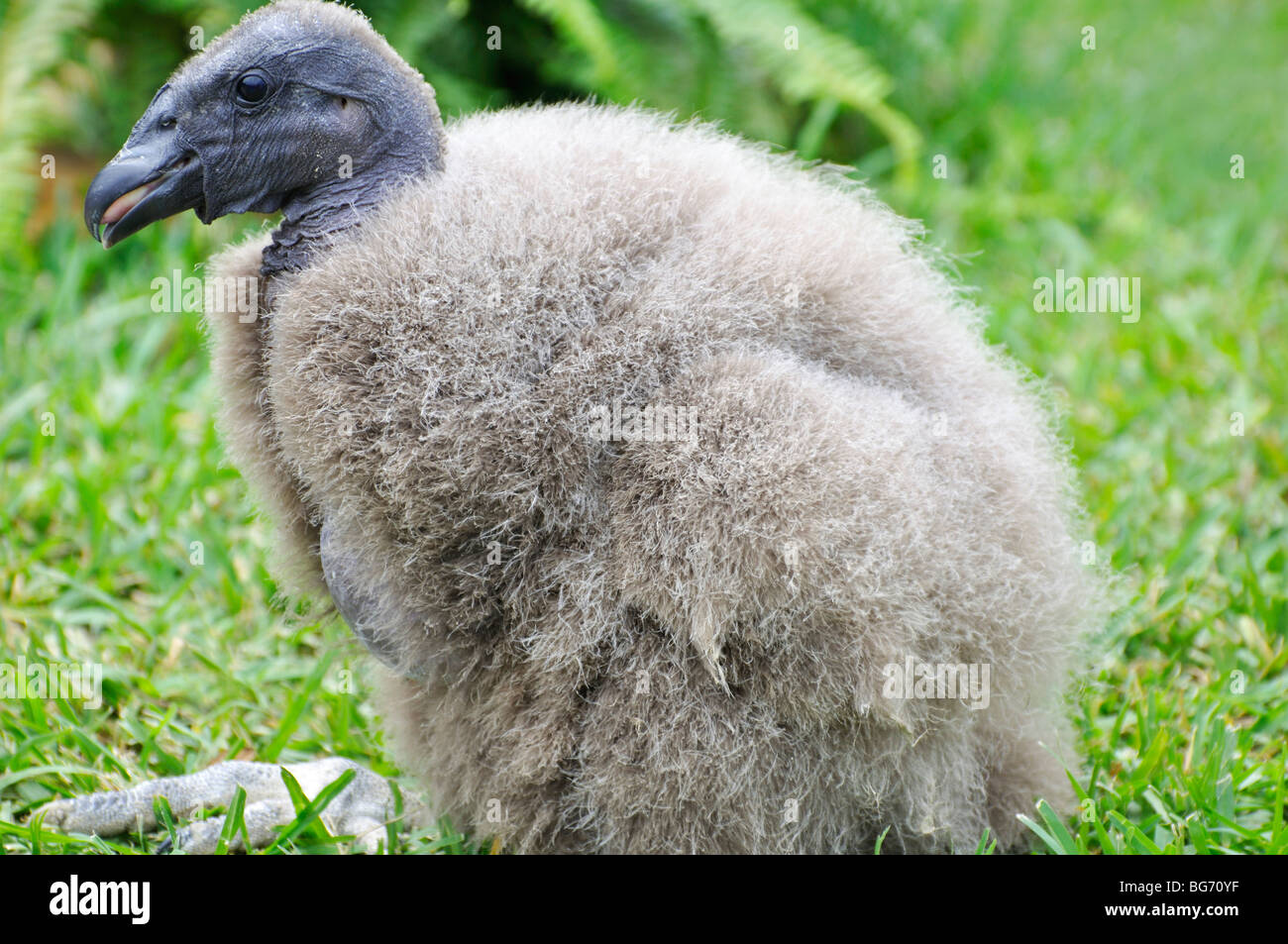 California condor baby hi-res stock photography and images - Alamy