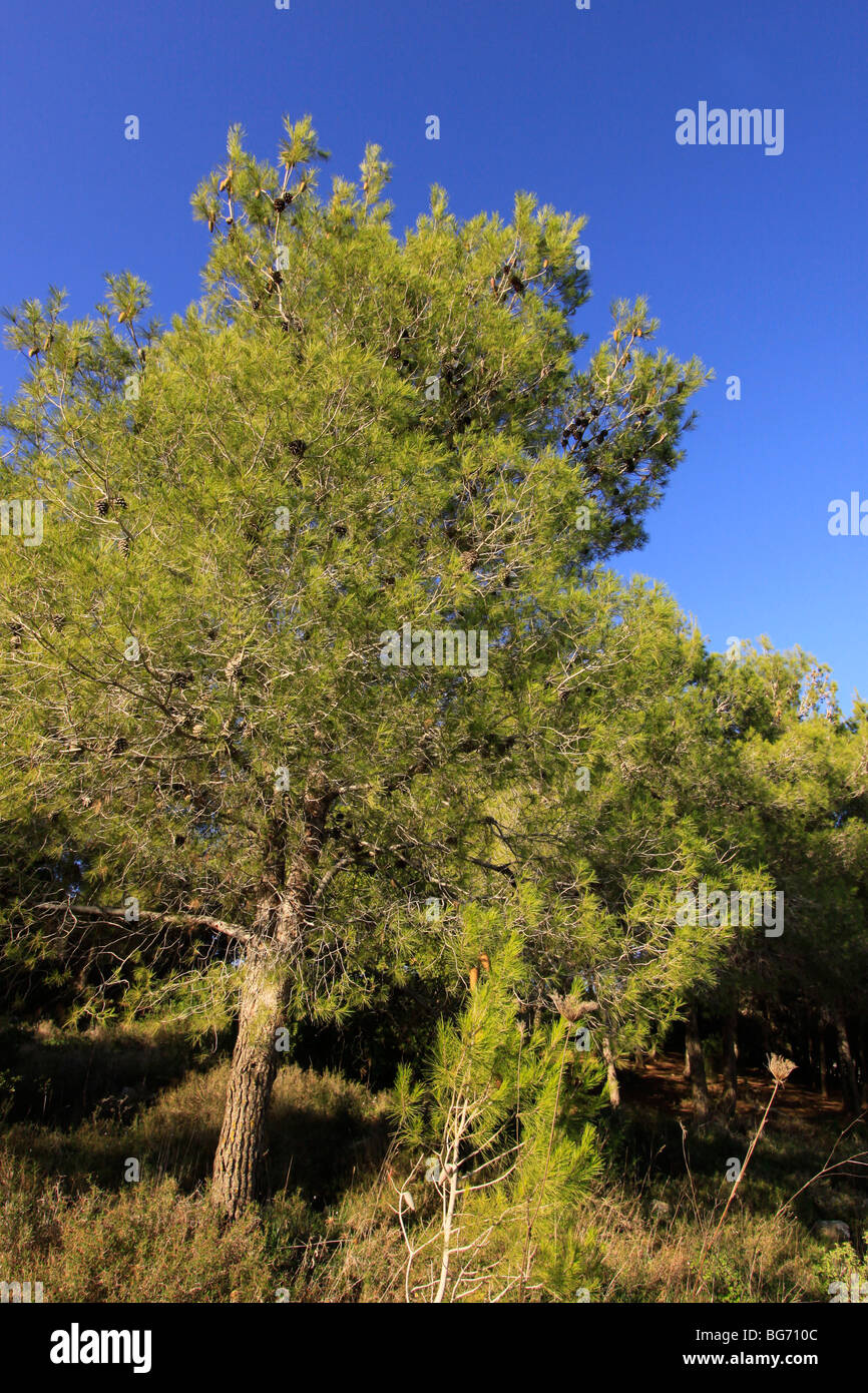 Israel, Upper Galilee, Norman's Trail in Kfar Vradim Stock Photo - Alamy