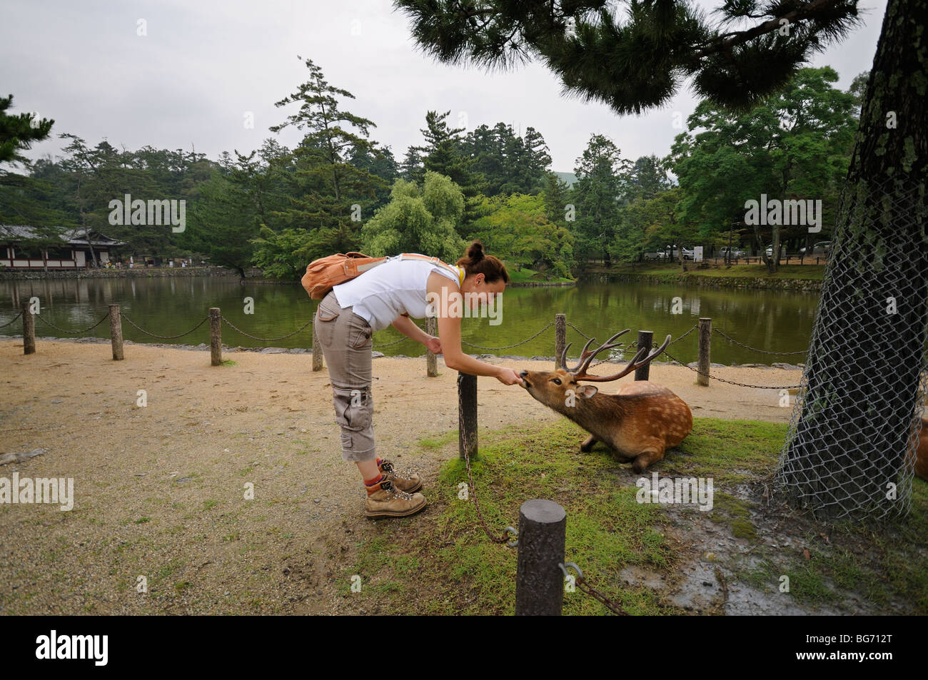Protected Tree Of Nara Prefecture High Resolution Stock Photography and ...