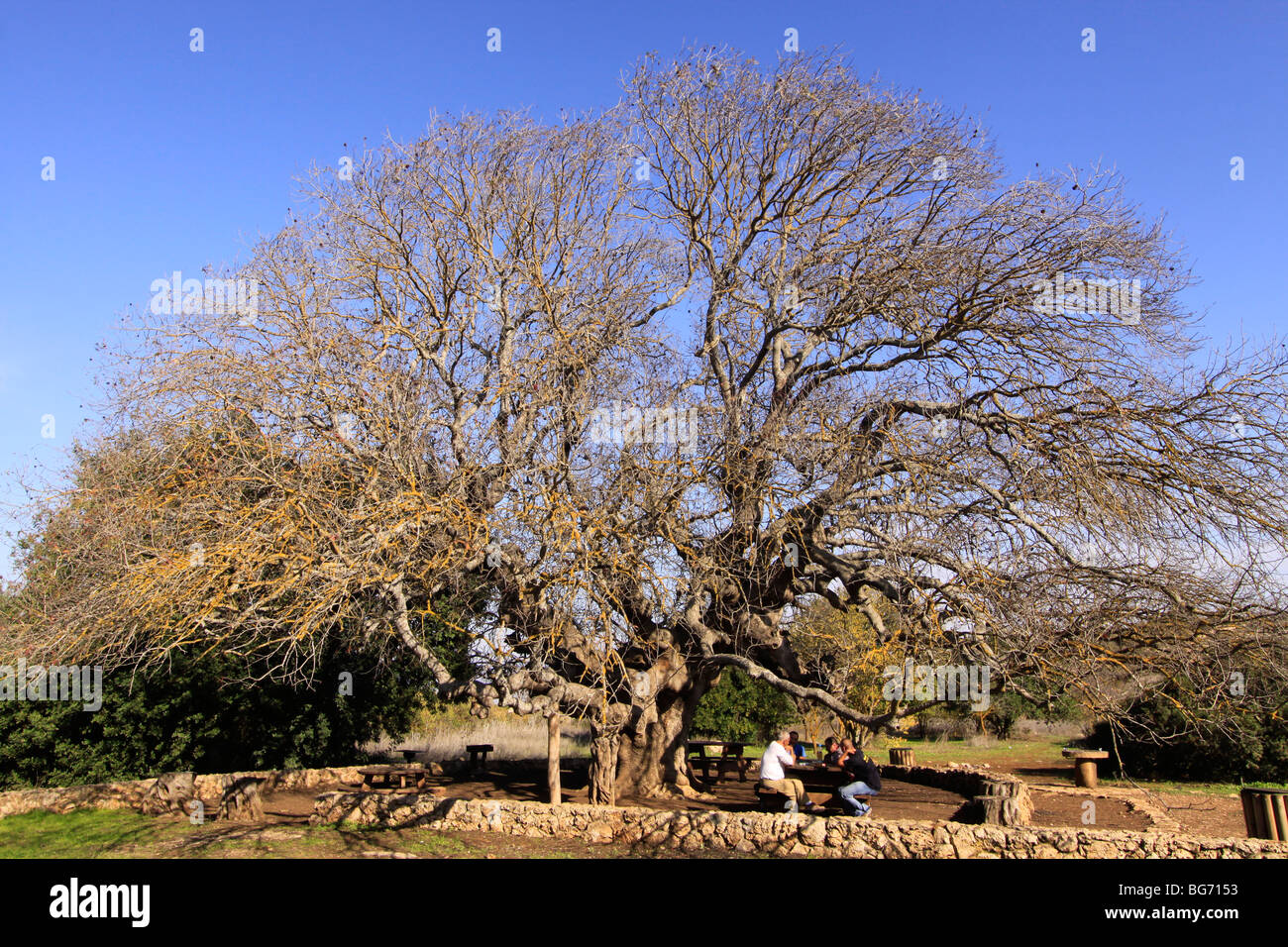Israel galilee tree pistachio hi-res stock photography and images - Alamy