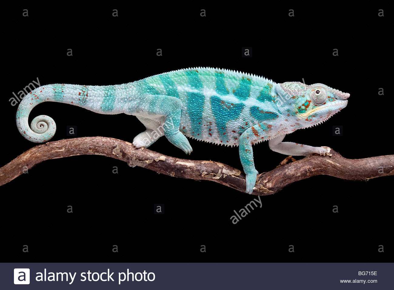 Nosy Faly Stock Photos & Nosy Faly Stock Images - Alamy