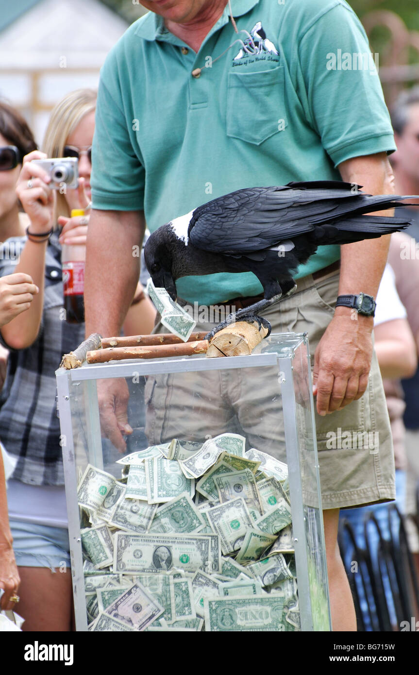 Bird collecting money Stock Photo - Alamy