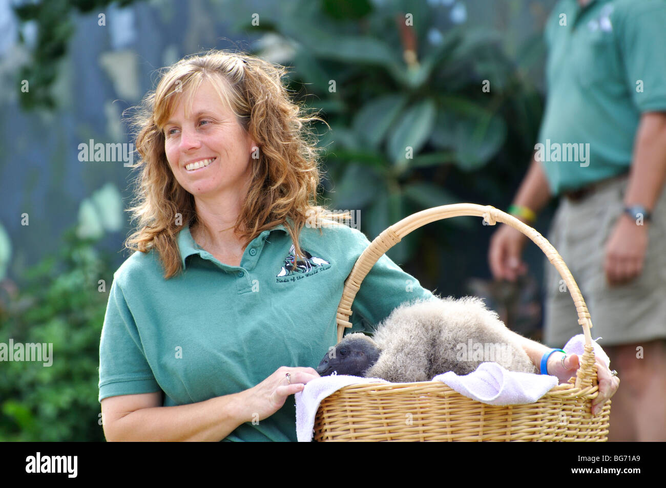 Baby California condor Stock Photo - Alamy