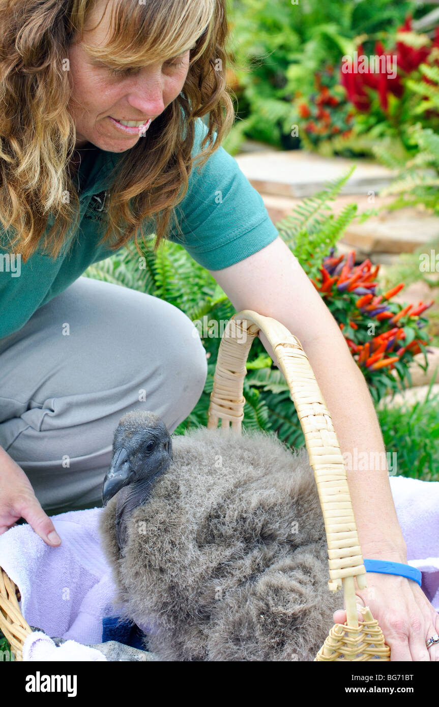Condor california baby hi-res stock photography and images - Alamy