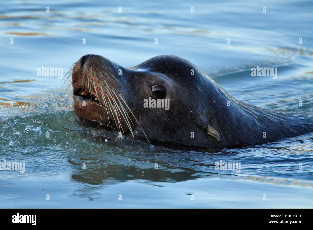 Steller's sea lion surfacing after hunting for salmon-Cowichan Bay ...