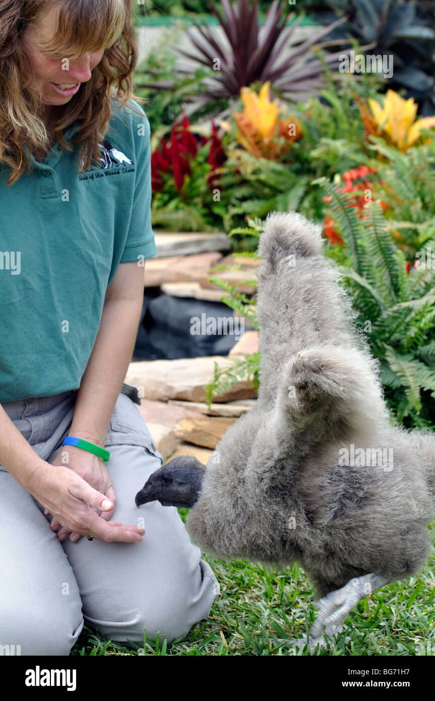 Condor california baby hi-res stock photography and images - Alamy