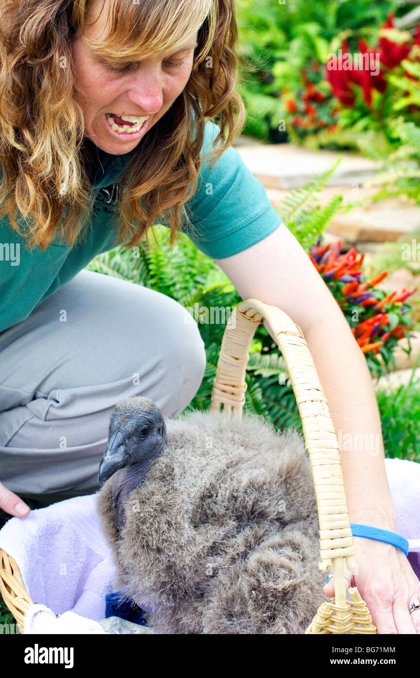 California Condor Baby Stock Photos & California Condor Baby Stock ...