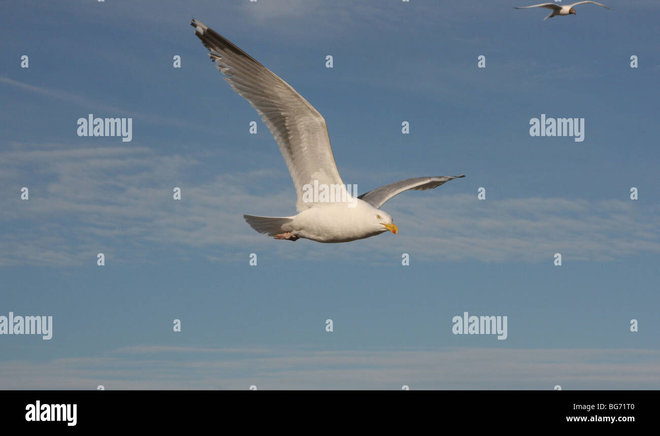Sea gull flying against blue sky Stock Photo - Alamy