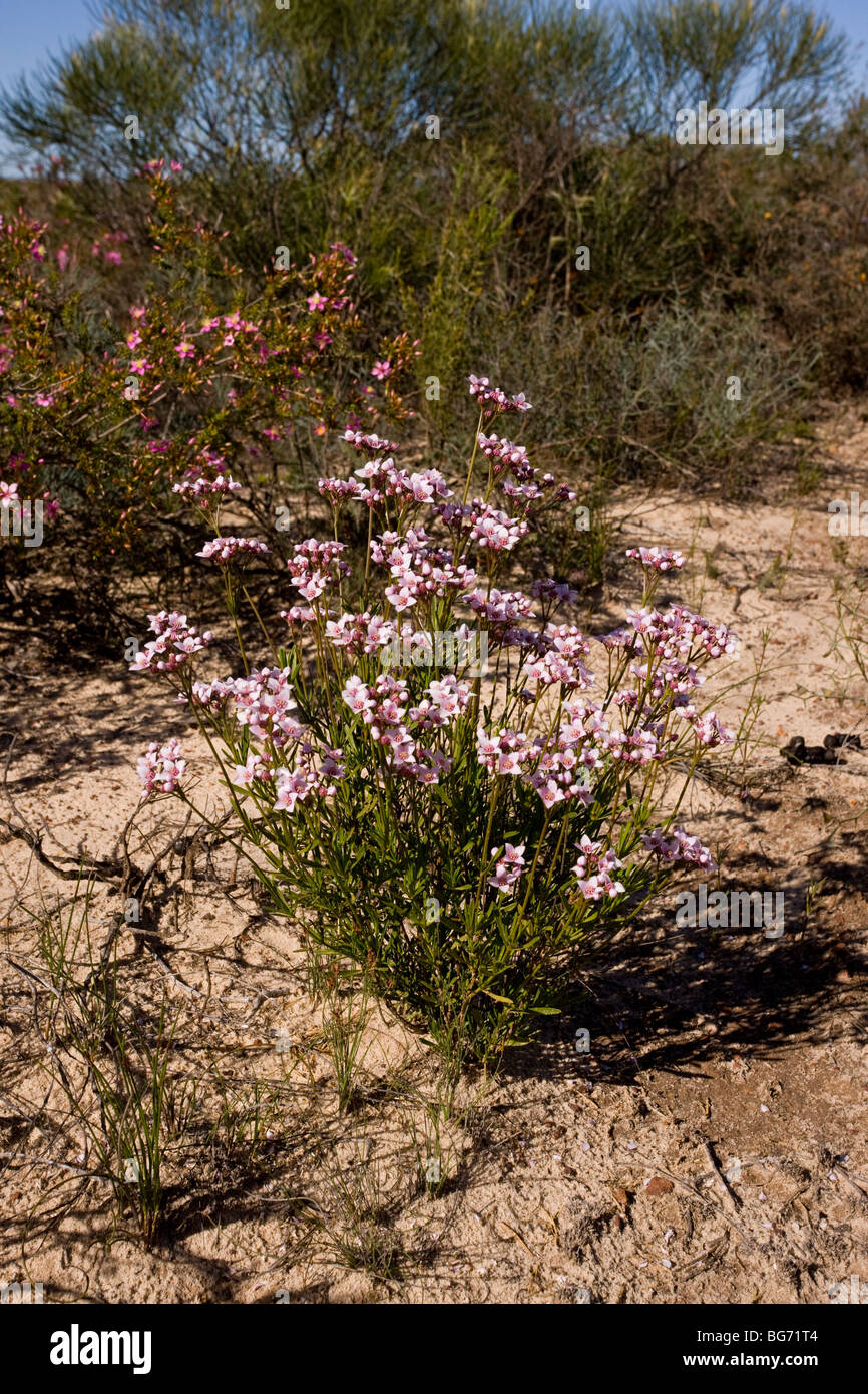 Boronia plant flowers hi-res stock photography and images - Alamy
